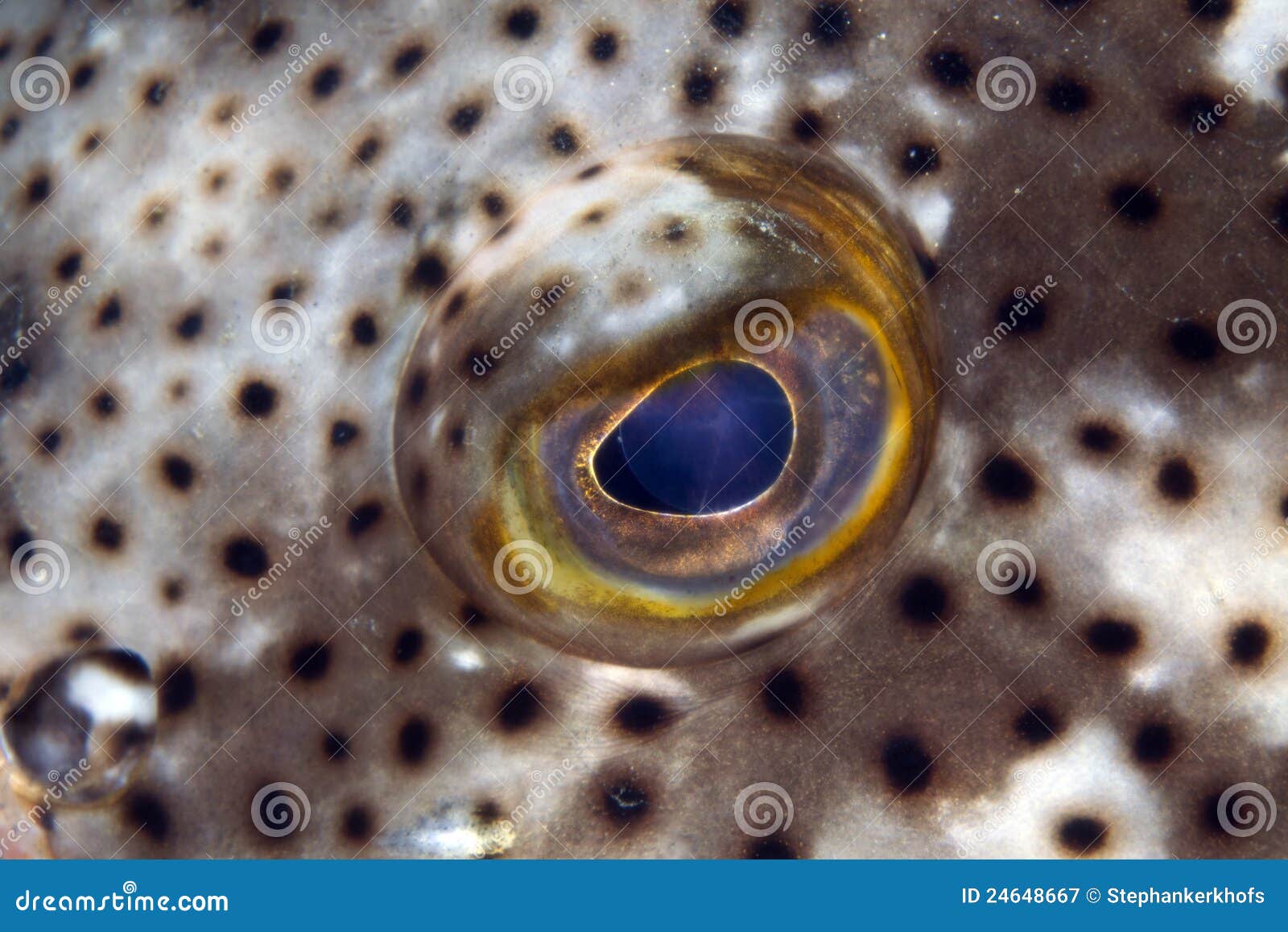 Eye of a malabar grouper. stock image. Image of fishes - 24648667