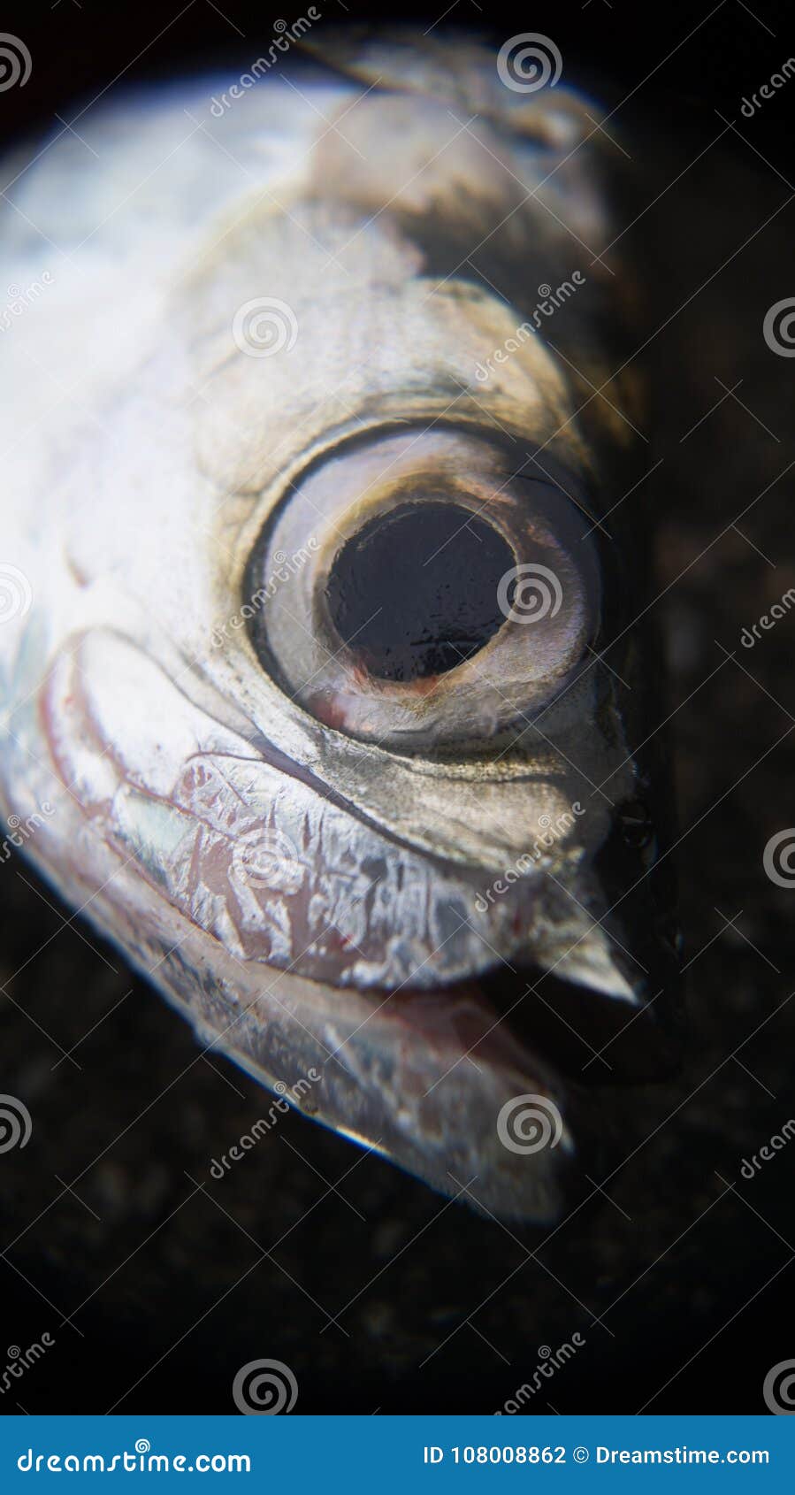 Eye of Malaysia Tarpon Fish Stock Photo - Image of died, malaysia ...