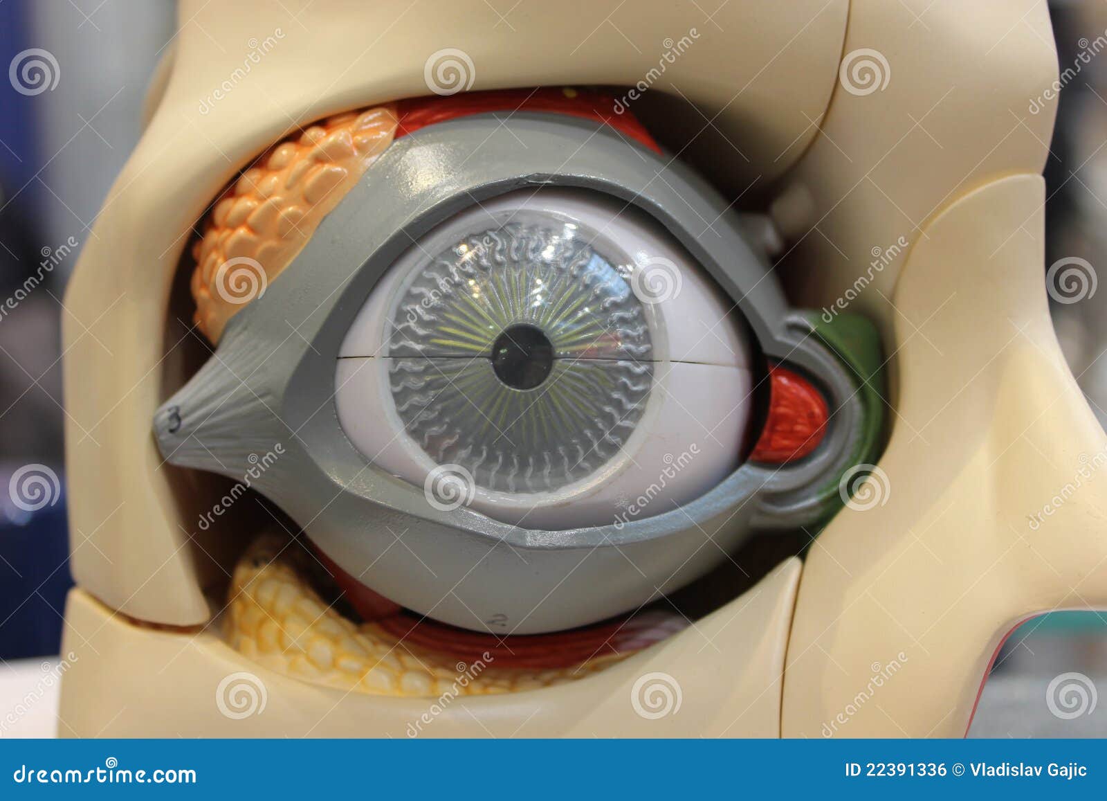 Eye model stock photo. Image of sense, muscles, bulb - 22391336