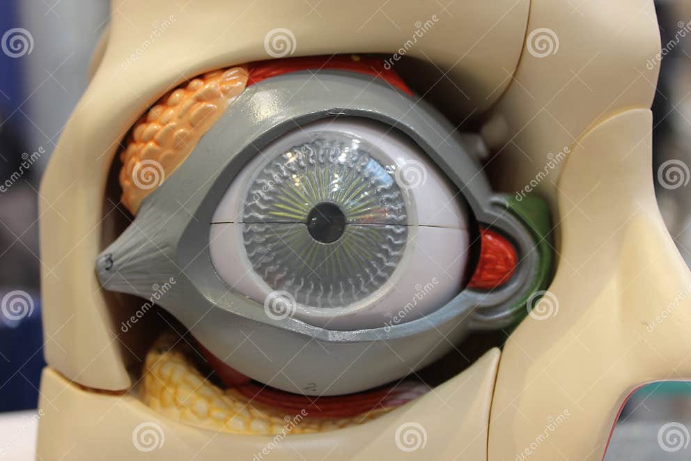 Eye model stock photo. Image of sense, muscles, bulb - 22391336