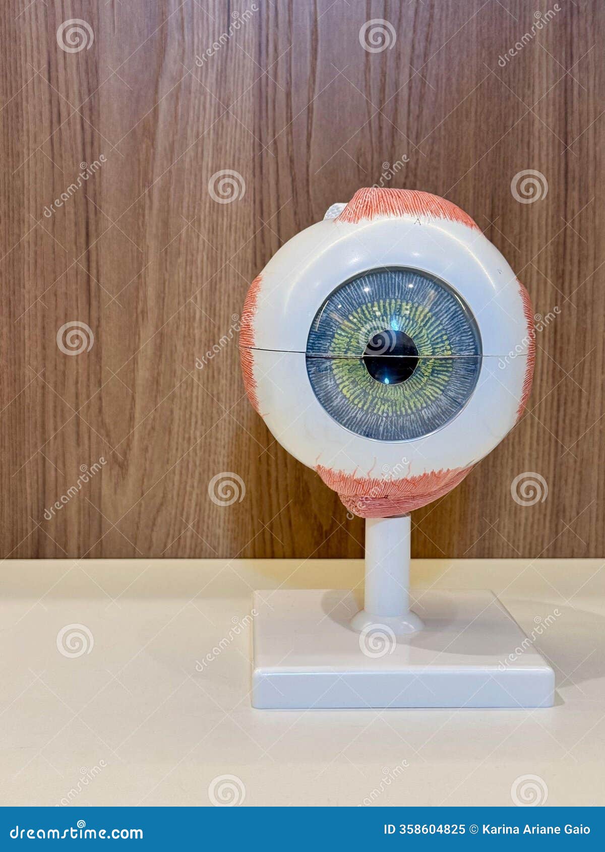 Eye Model Used in Ophthalmology Office Stock Image - Image of office ...