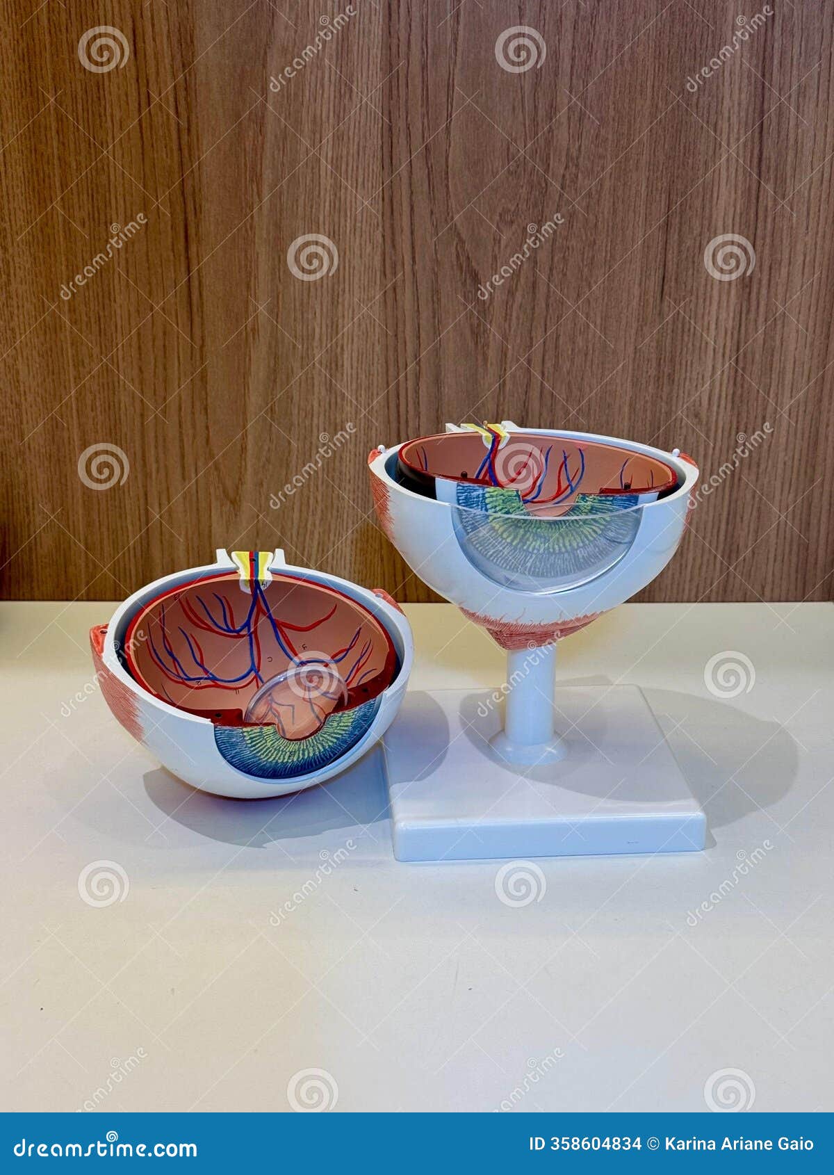 Eye Model Used in Ophthalmology Office Stock Photo - Image of iris ...
