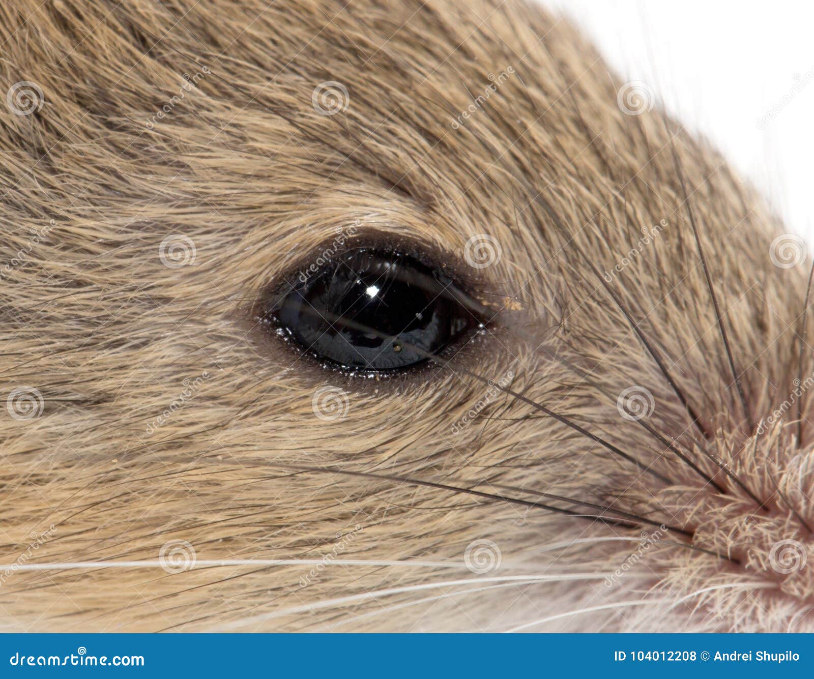 Eye mouse. macro stock photo. Image of beautiful, mouse - 104012208