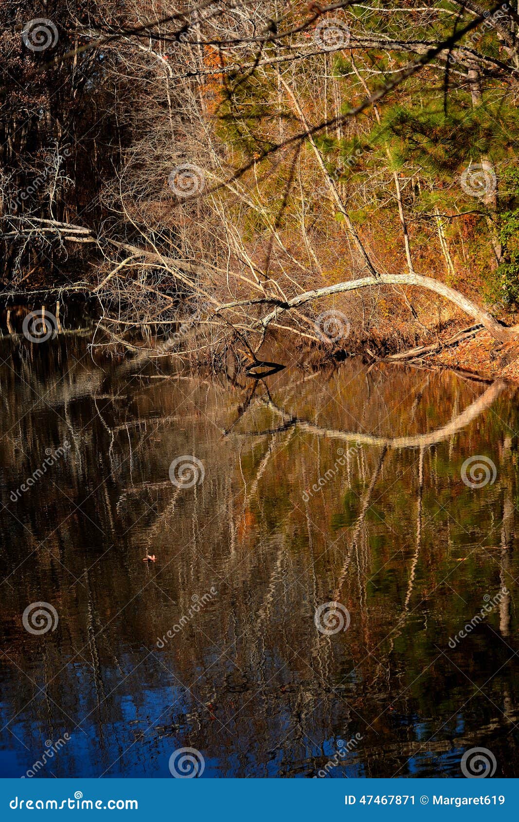 The eye of nature stock image. Image of tree, discovering - 47467871