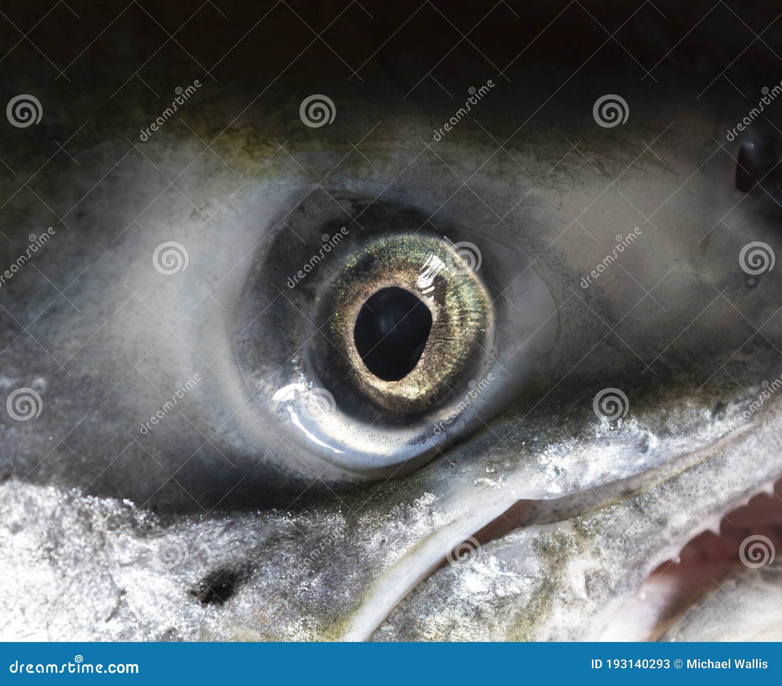 The Eye of a Norwegian Salmon Stock Image - Image of nature, background ...