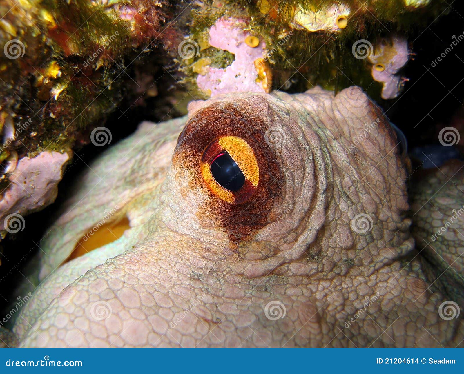 Eye of Octopus stock photo. Image of diving, deep, undersea - 21204614