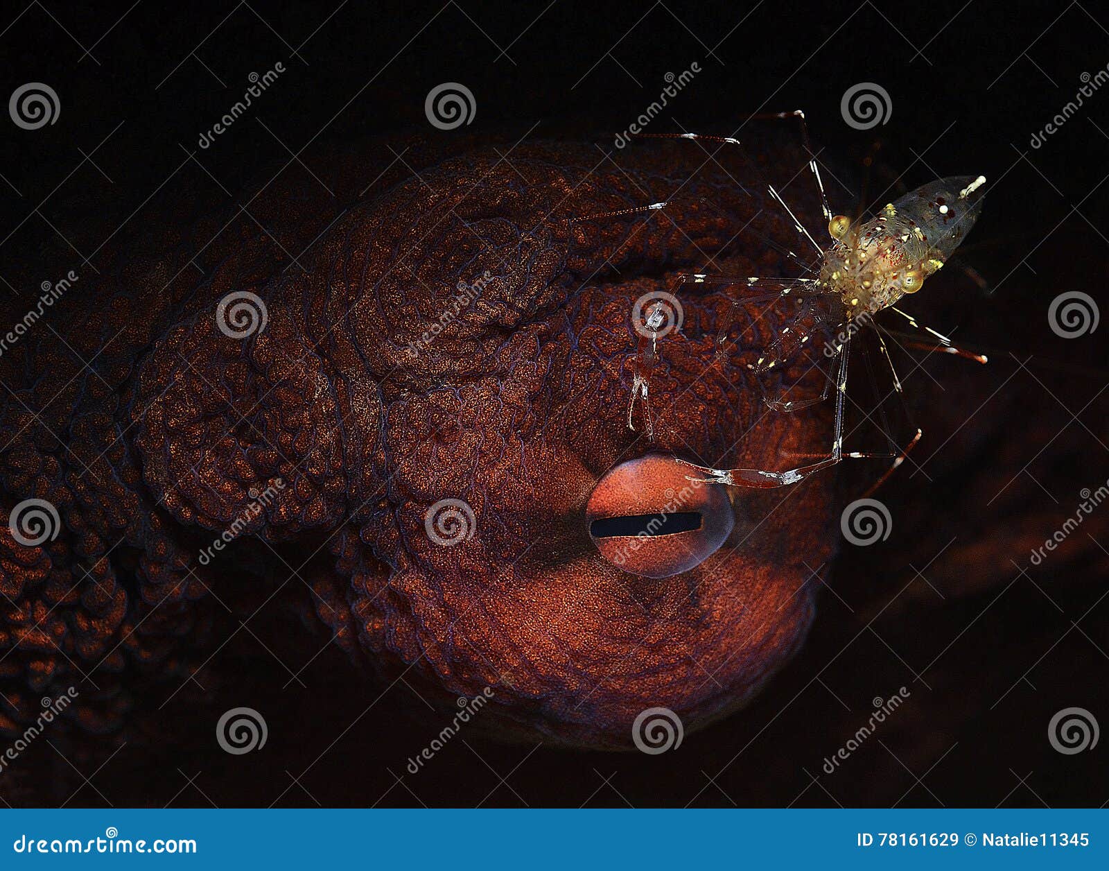 Octopus Cleaning Stock Photos - Free & Royalty-Free Stock Photos from ...