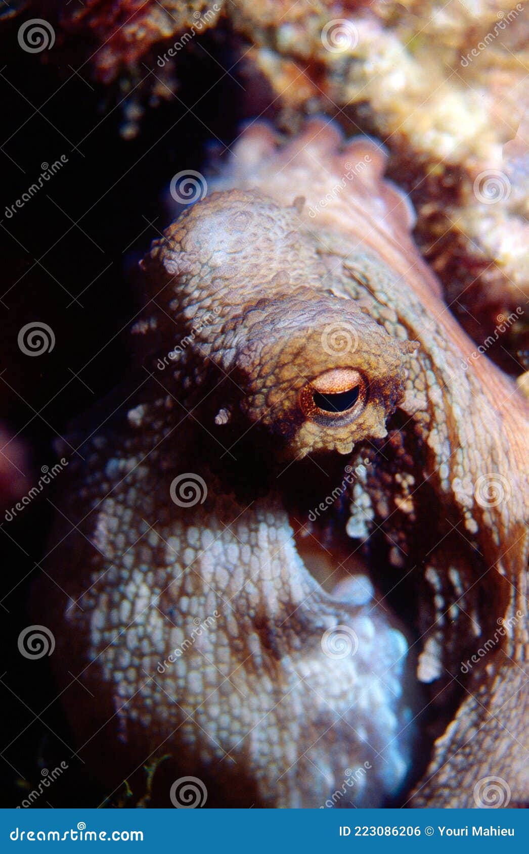Eye of octopus stock photo. Image of living, reef, head - 223086206