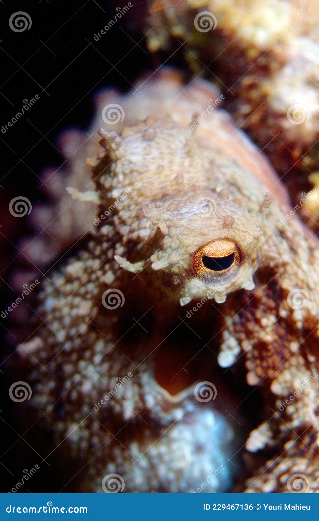 Eye of octopus stock photo. Image of macro, animal, reef - 229467136