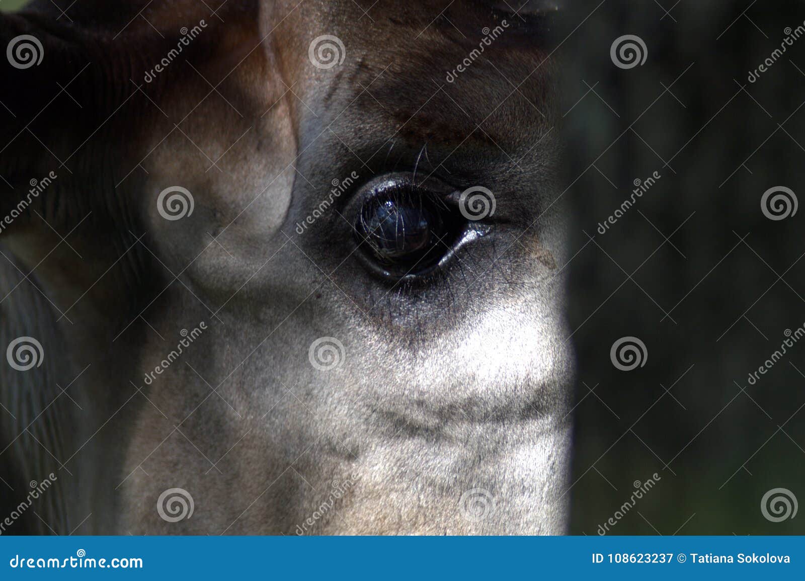 Okapi looks at you. stock image. Image of giraffe, mammal - 108623237