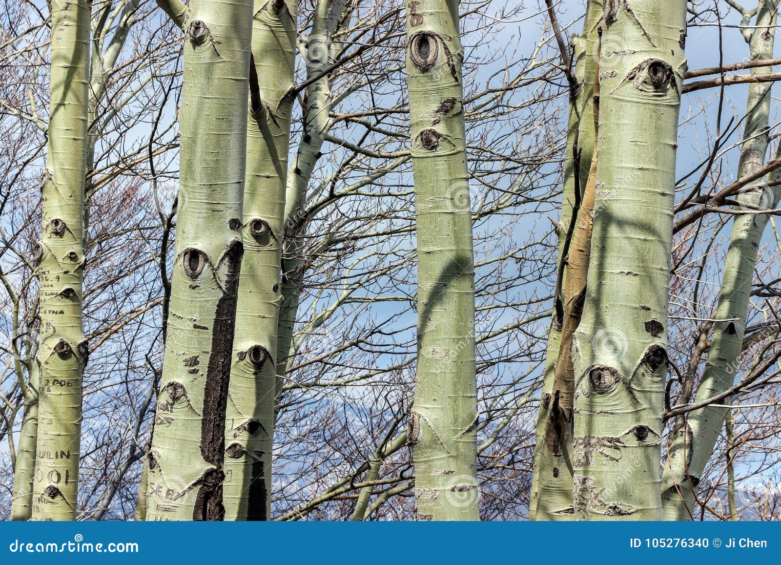 Eye Pattern on Poplar Tree Trunk Stock Photo - Image of gray, design ...