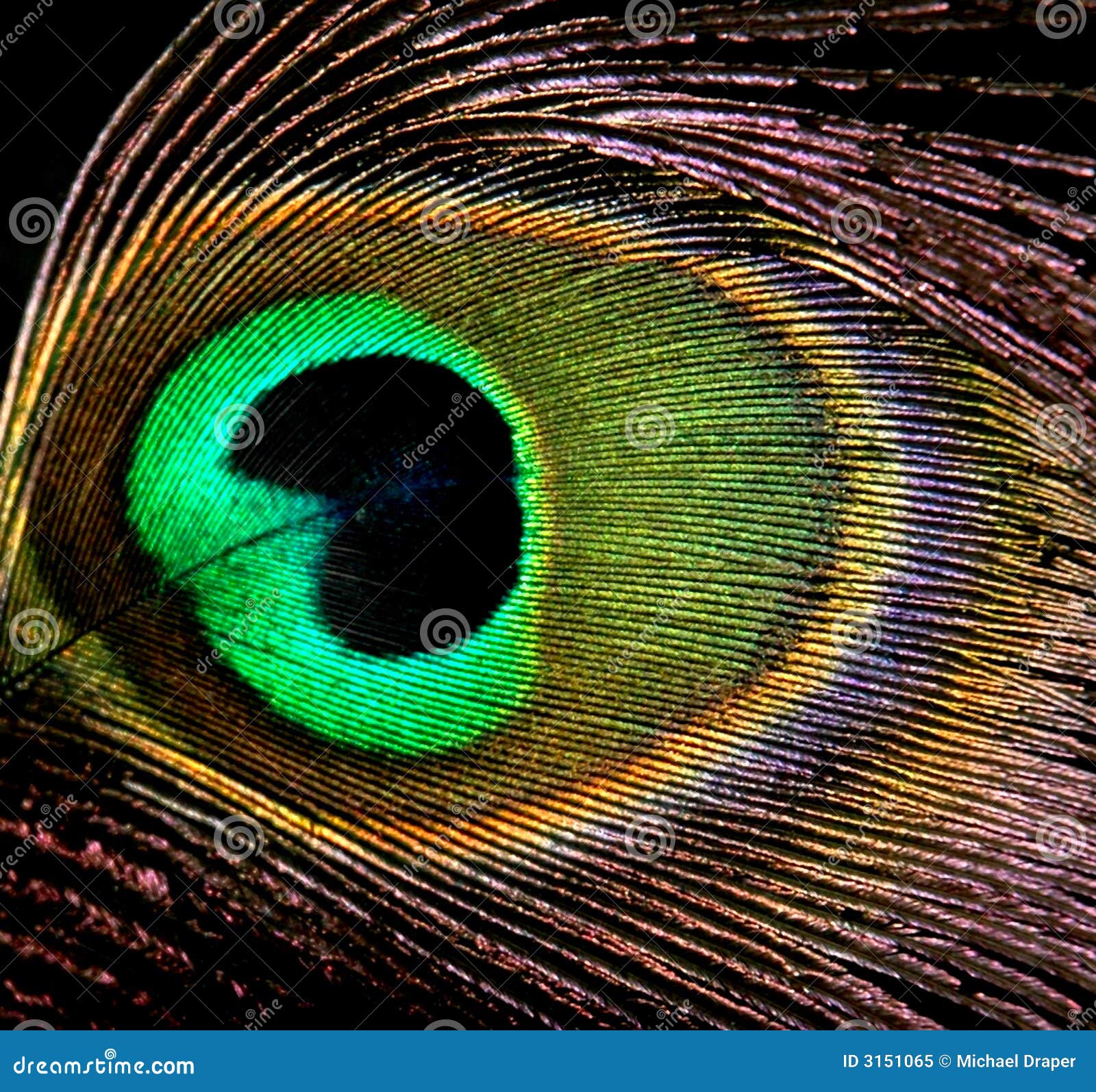 Eye of a Peacock stock image. Image of multi, macro, greens - 3151065