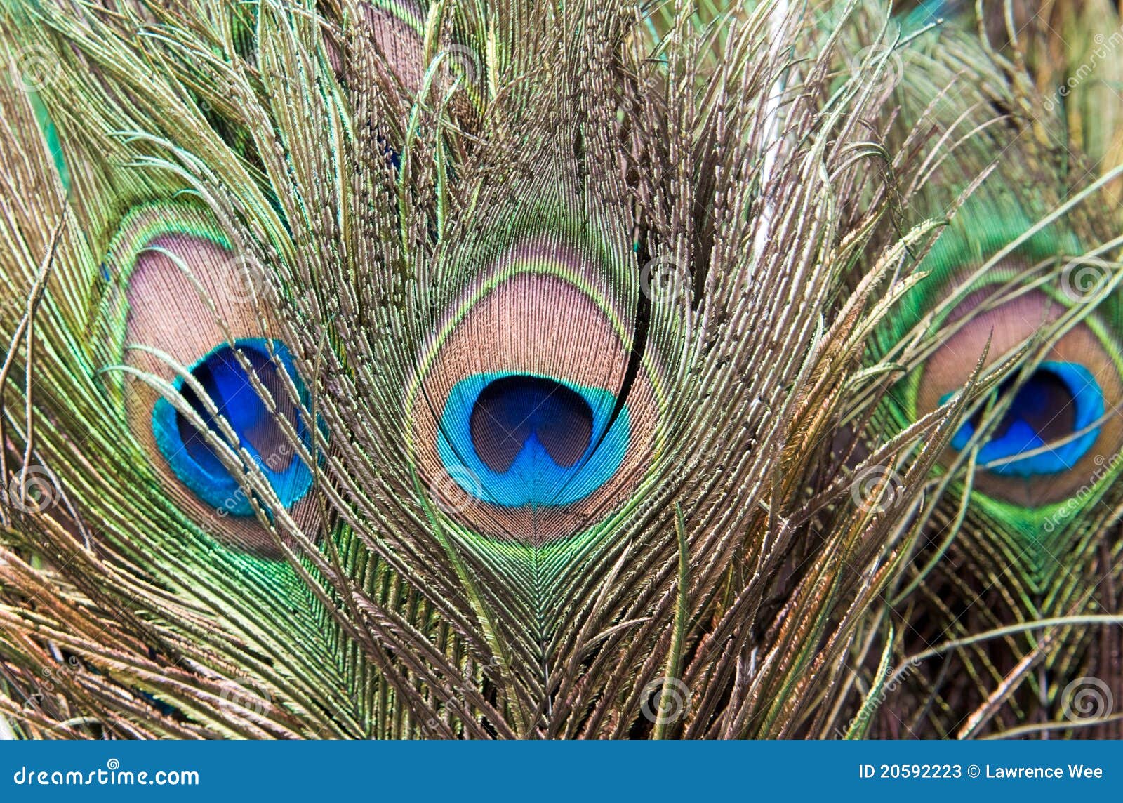 Eye of the Peacock Tail Feathers Stock Image - Image of peacock ...