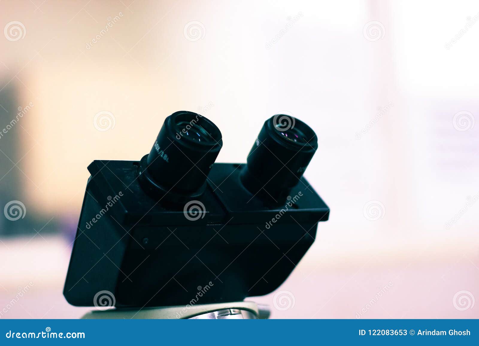 Microscope Of Black Fungus Spore Strain With Lactophenol Cotton Blue ...