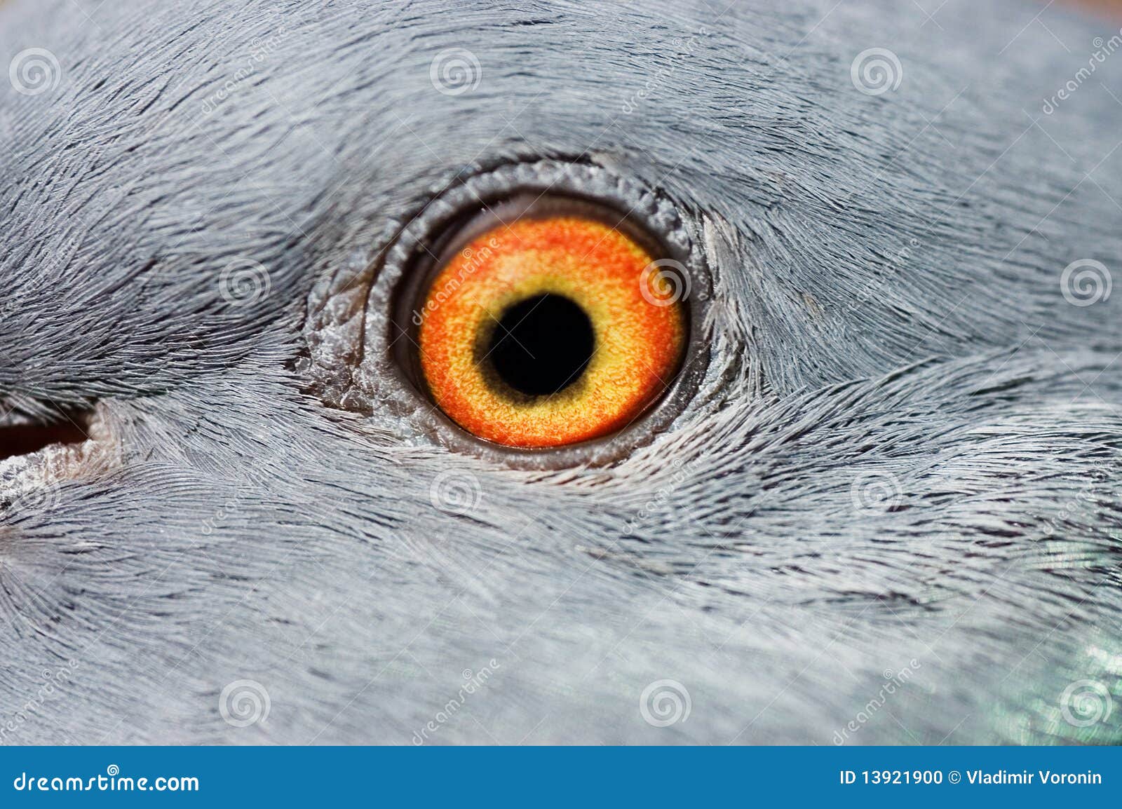 Eye of a pigeon closeup stock photo. Image of closeup - 13921900