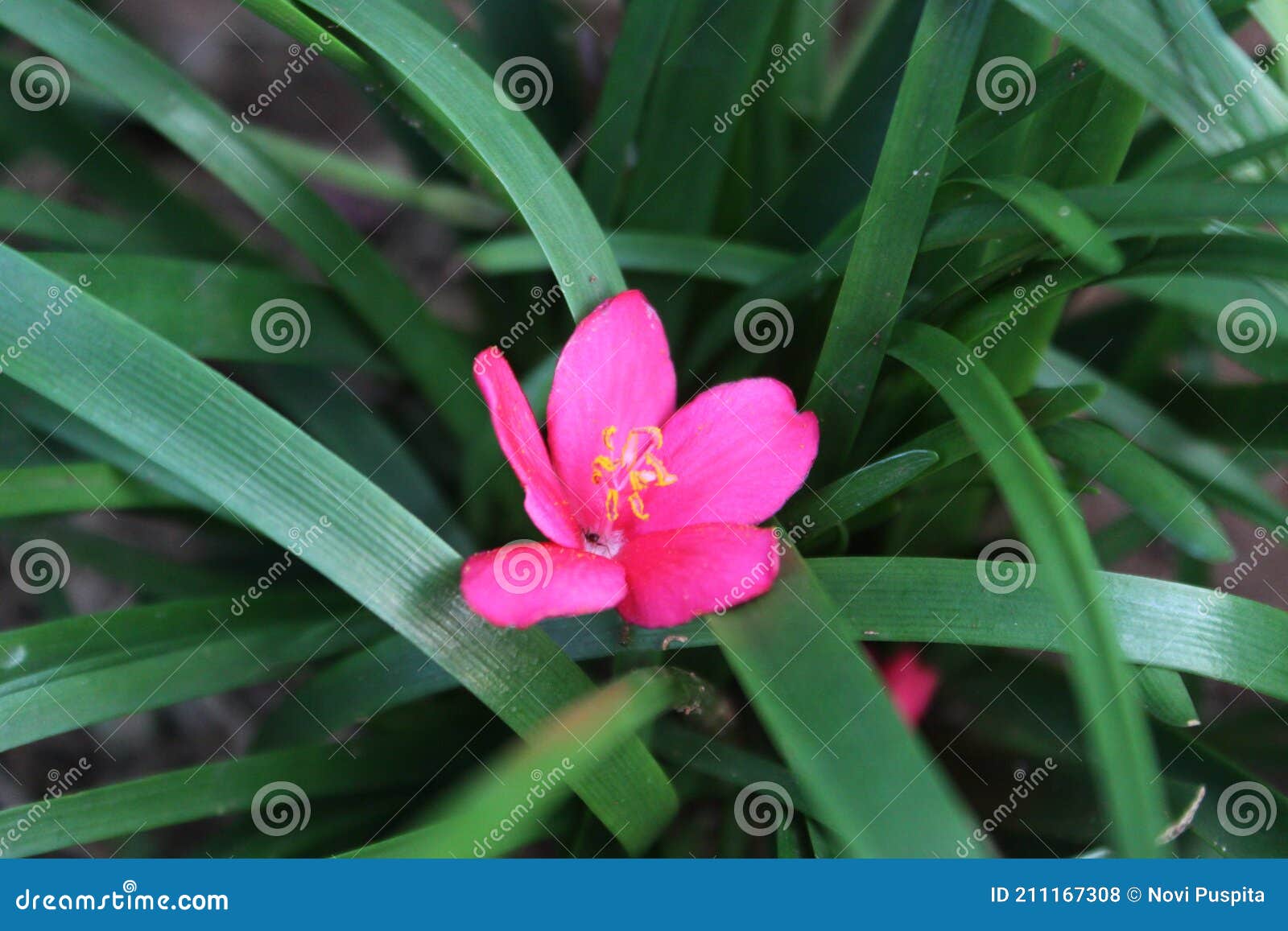 Eye of pink flower stock photo. Image of yellow, green - 211167308