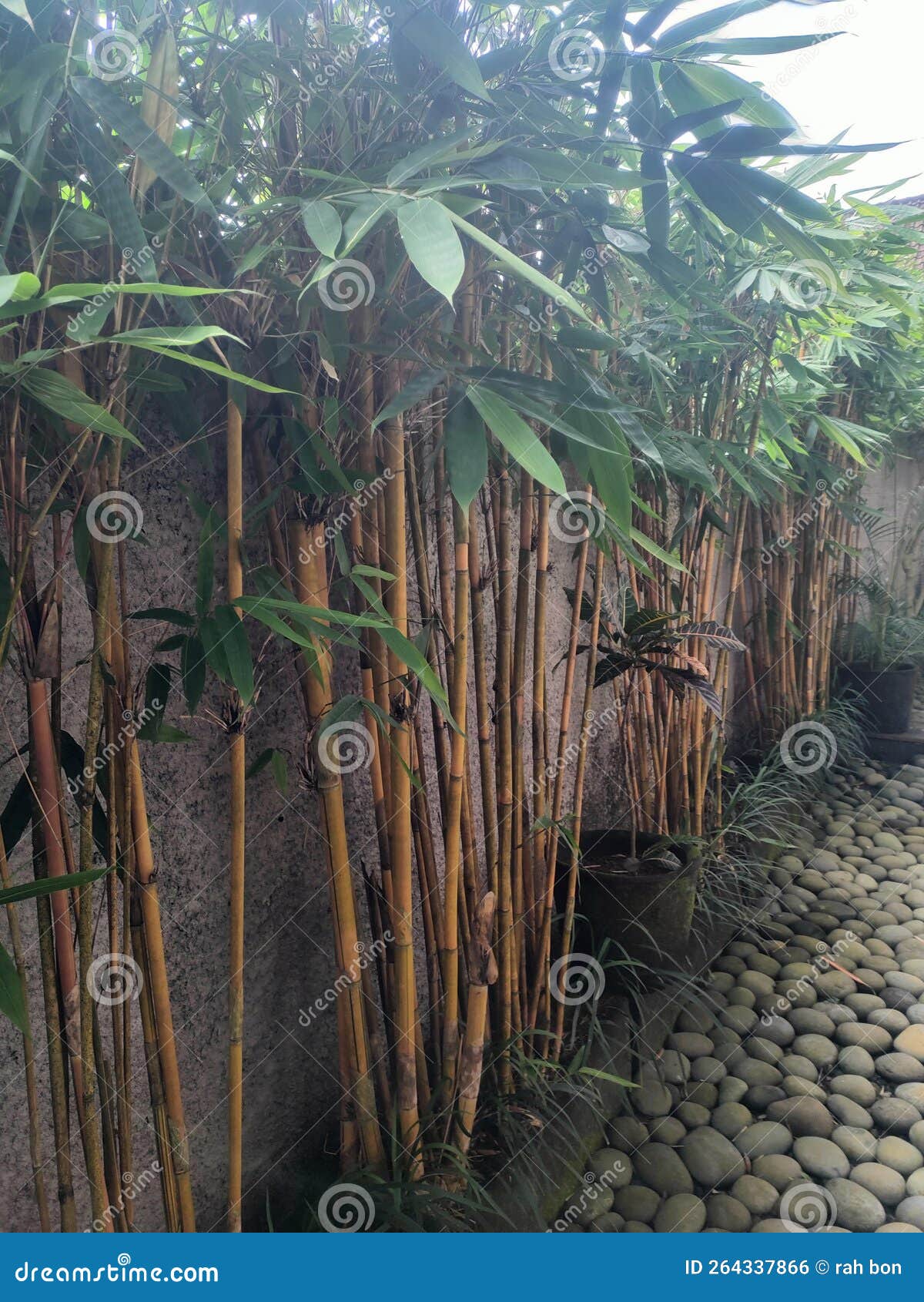 Eye-pleasing Bamboo at Outdor Stock Photo - Image of soil, produce ...