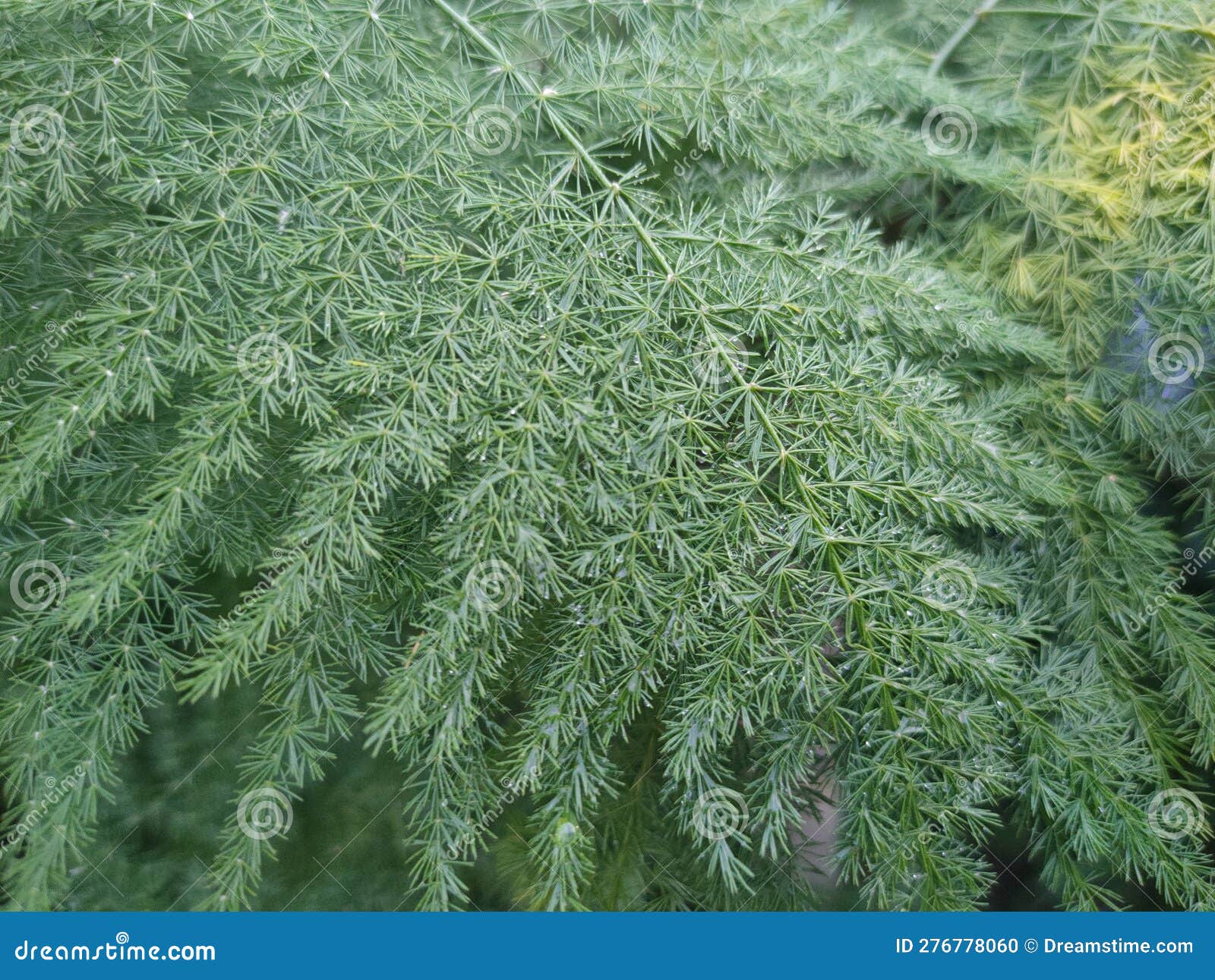 Eye pleasing plant stock photo. Image of green, larch - 276778060