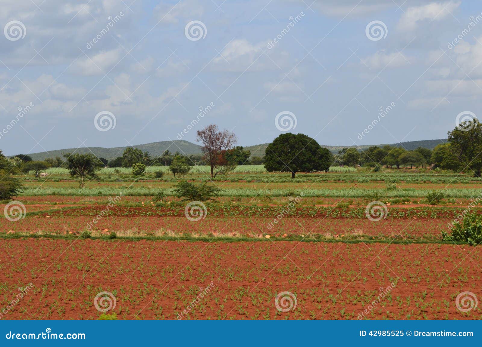 Eye pleasing stock image. Image of fields, scenery, pleasing - 42985525