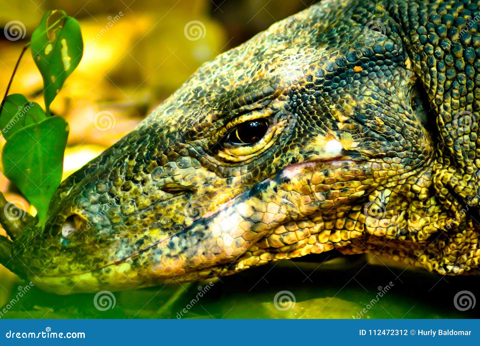 Eye of a Predator Lizard stock photo. Image of lizard - 112472312
