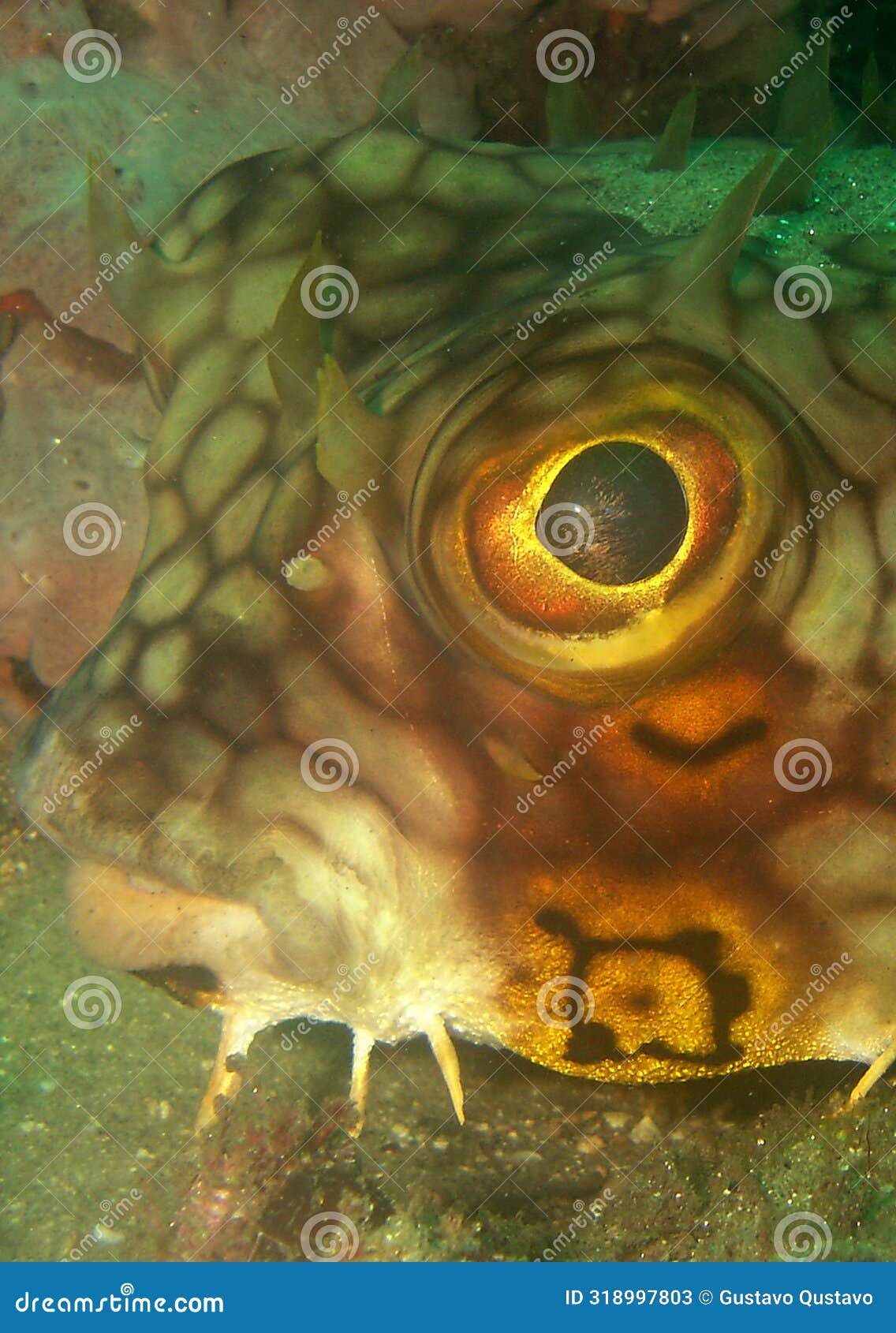 The eye of a puffer fish stock image. Image of creature - 318997803