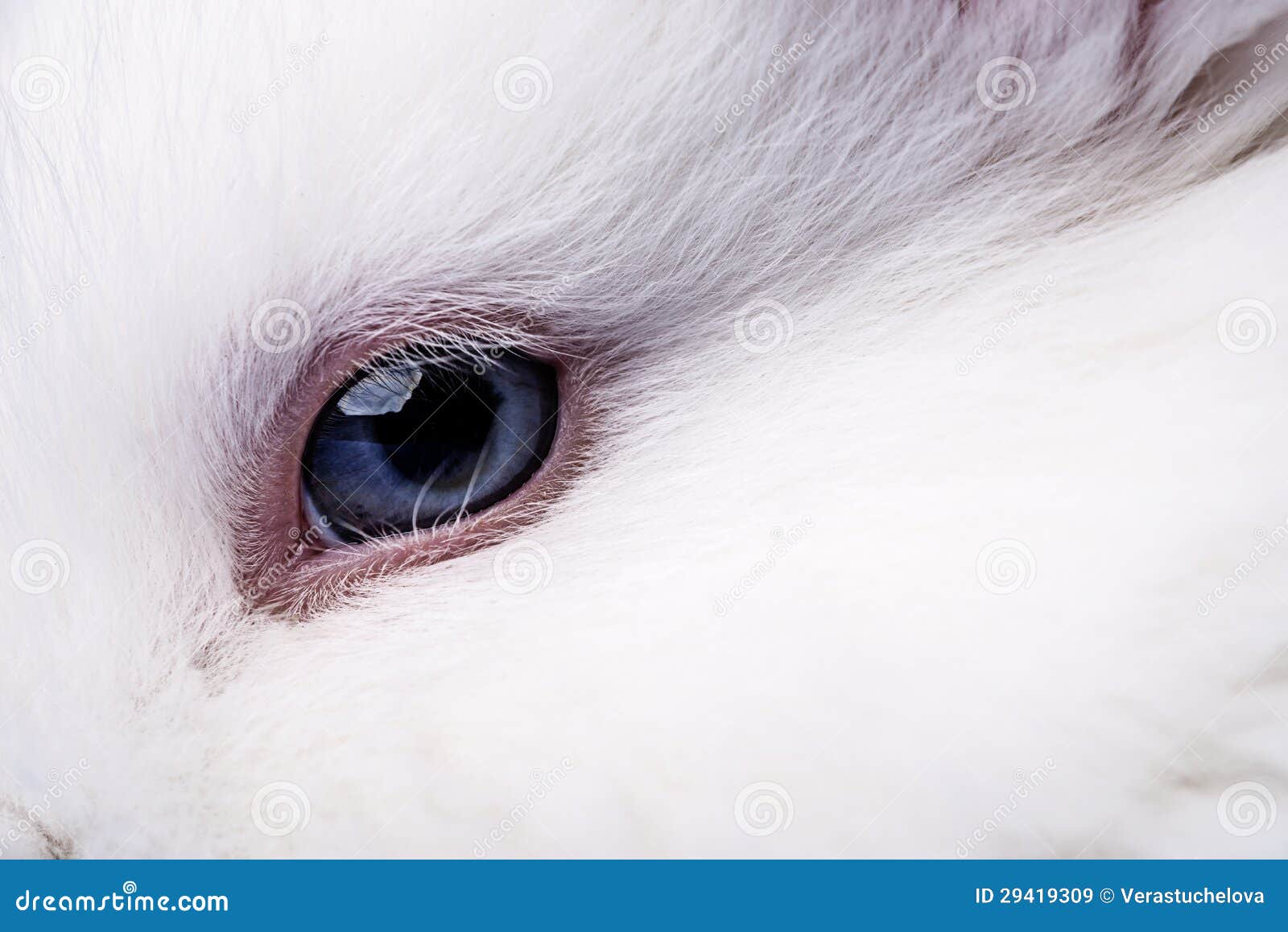 Eye of rabbit stock image. Image of white, furry, bunny - 29419309