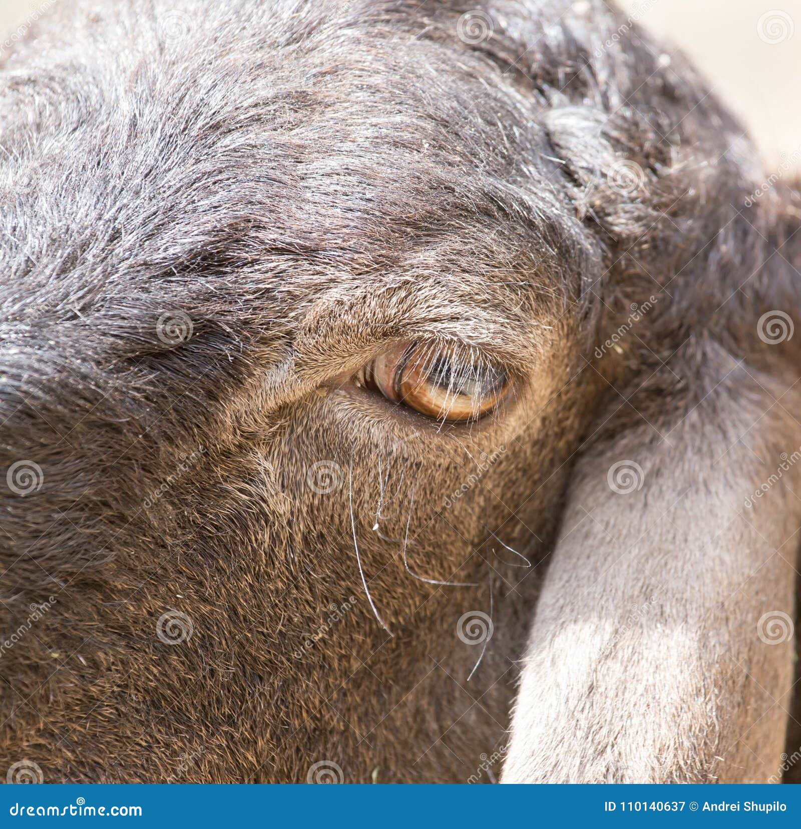 Eye ram stock image. Image of relax, captivity, natural - 110140637