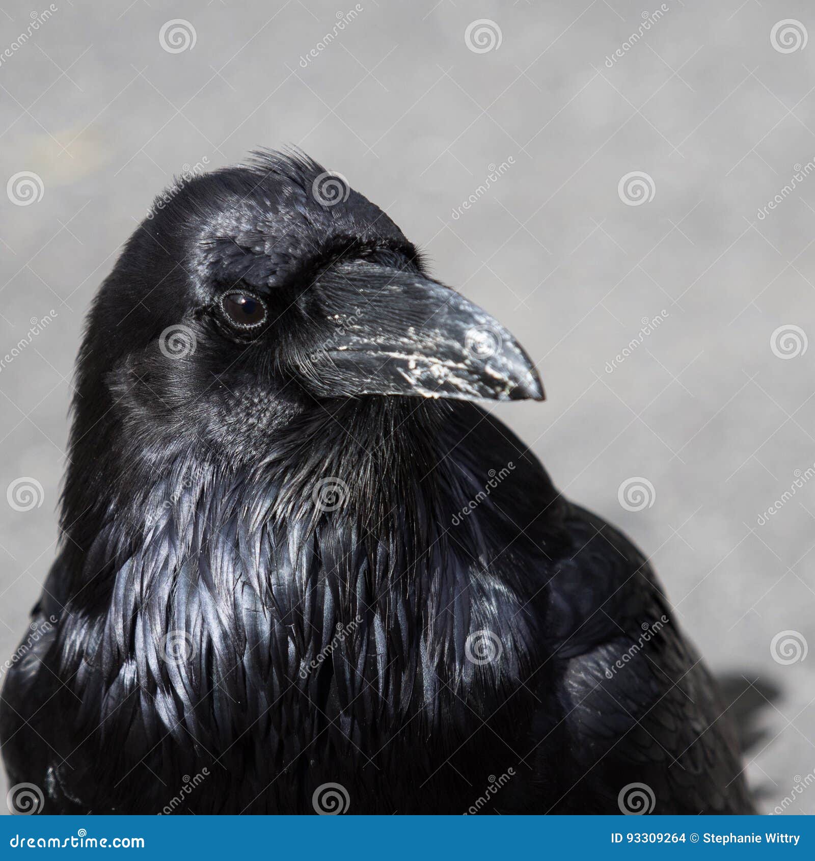Eye of the Raven stock photo. Image of wildlife, aviary - 93309264
