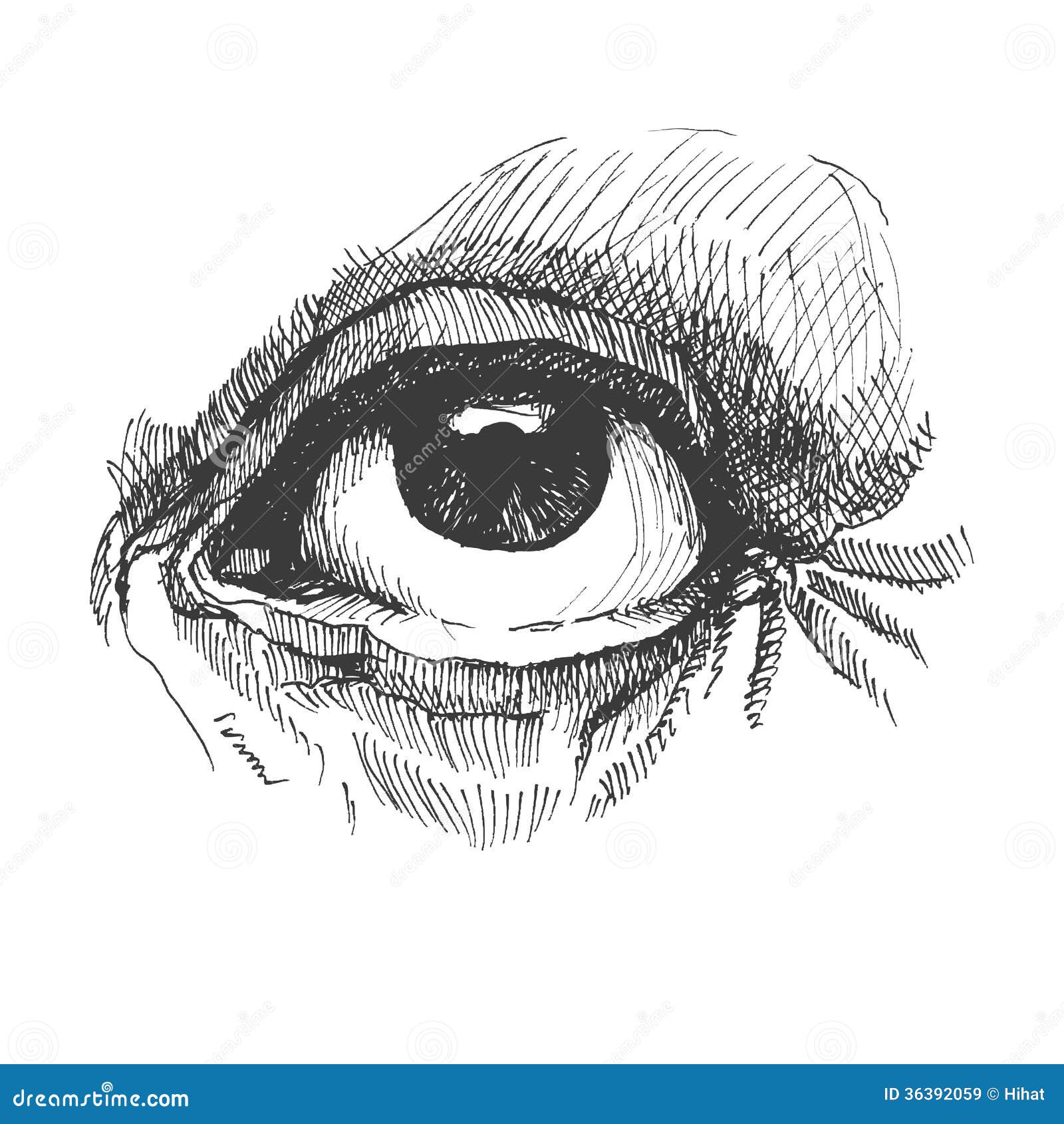 Eye. Realistic Vector Illustration. Hand Drawn Stock Vector ...