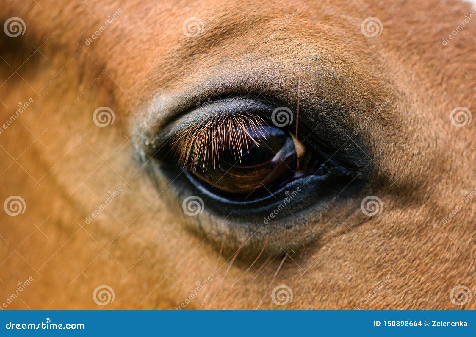 Eye of red horse closeup stock photo. Image of beautiful - 150898664