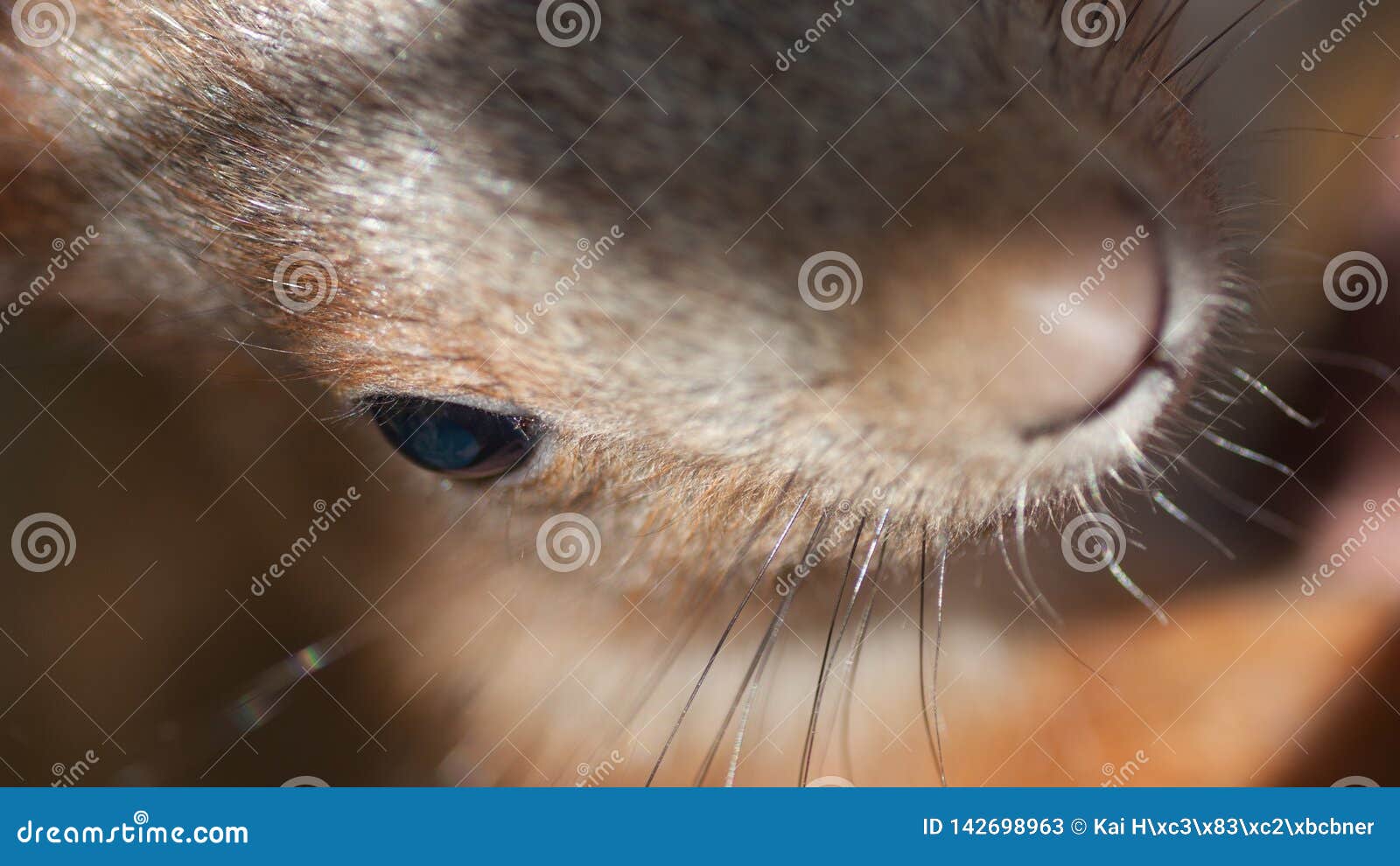 Eye of a Red Squirrel with Nose Hair Stock Image - Image of creature ...