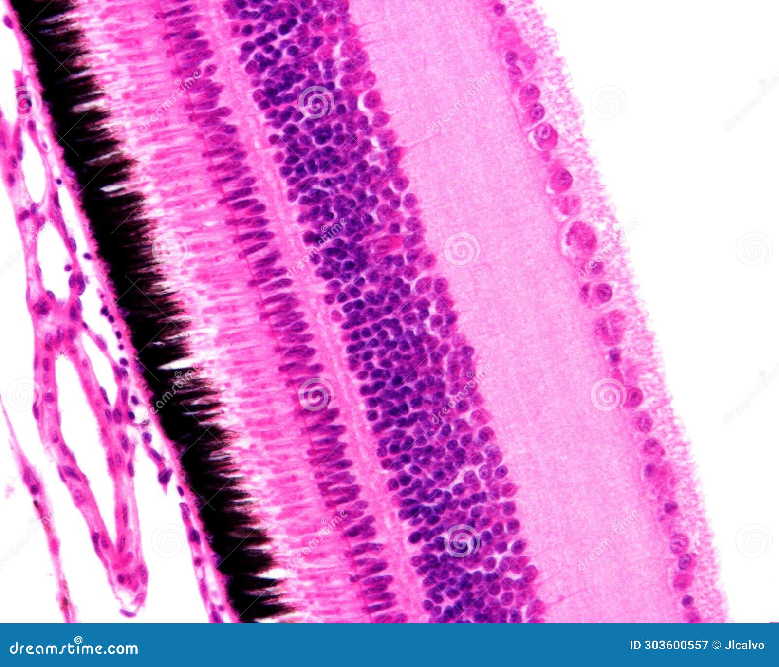 Eye. Retina layers stock image. Image of microscope - 303600557