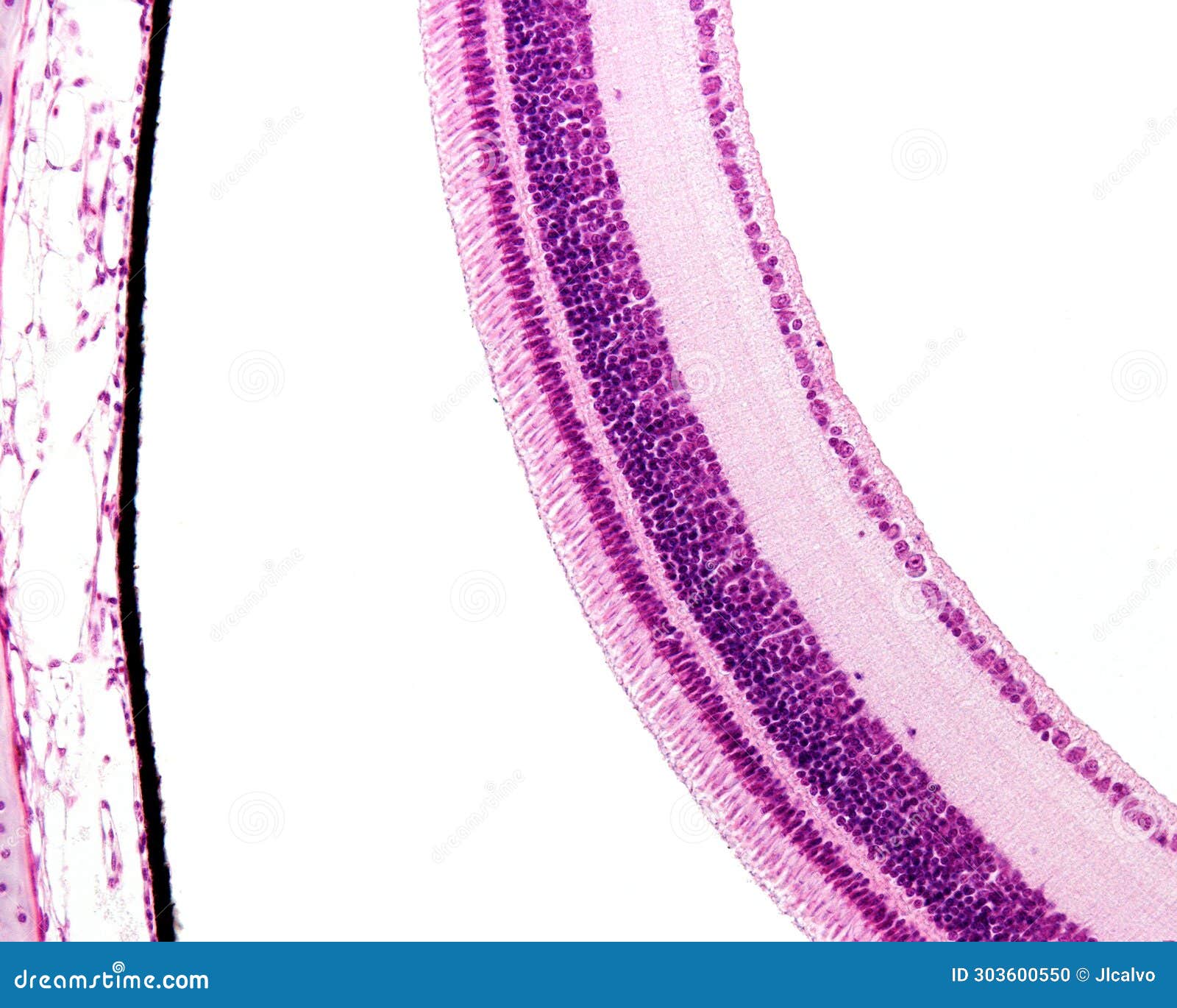 Eye. Retina layers stock photo. Image of ophthalmic - 303600550