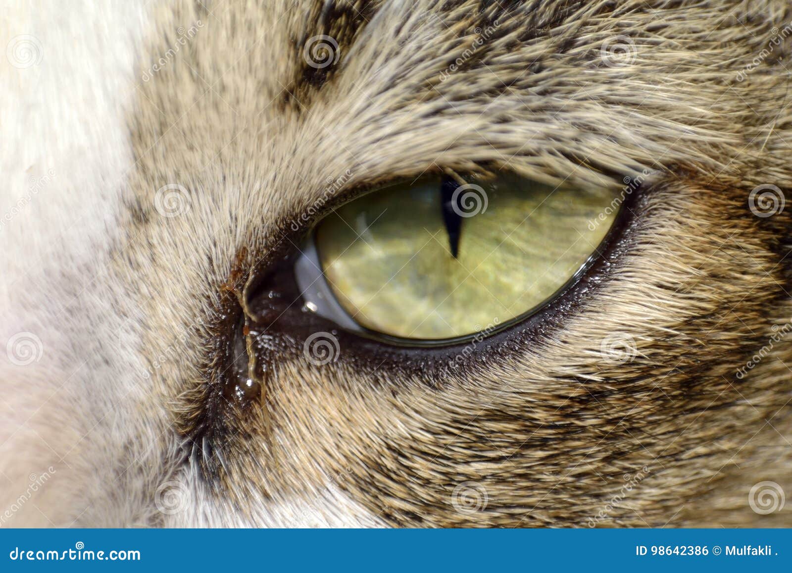Eye`s pupil of the cat stock photo. Image of thick, brown - 98642386