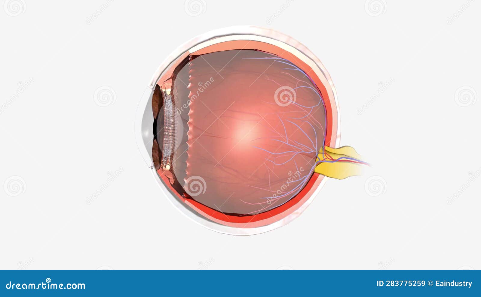 Eye Sagittal Cross Section stock video. Video of macro - 283775259