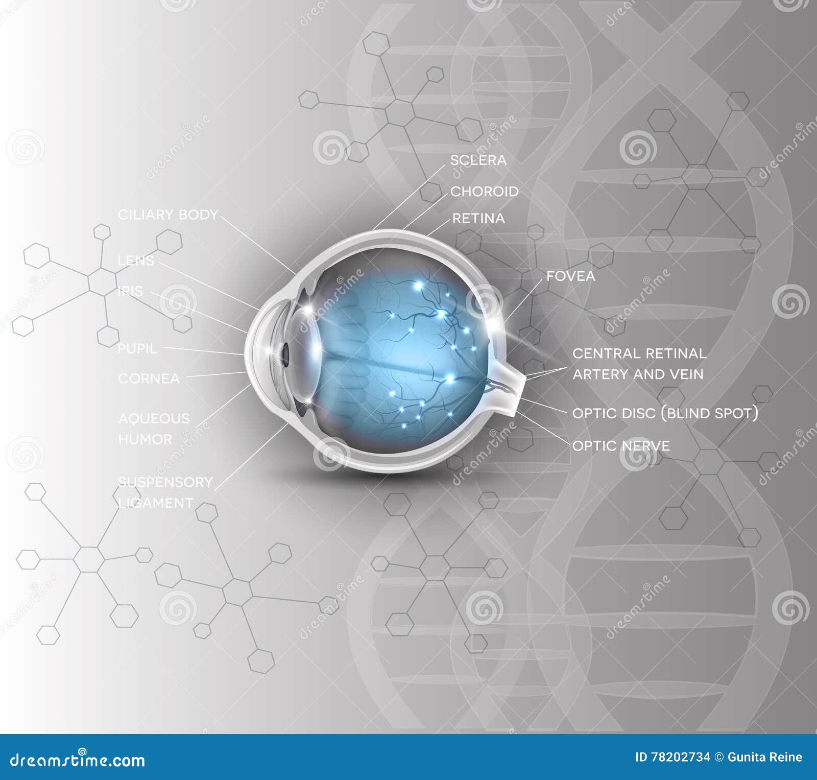 Eye Scientific DNA Background Stock Vector - Illustration of normal ...