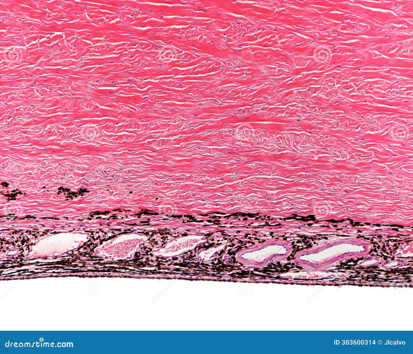 Eye. Sclera And Choroid. Lamina Fusca Stock Photography | CartoonDealer ...
