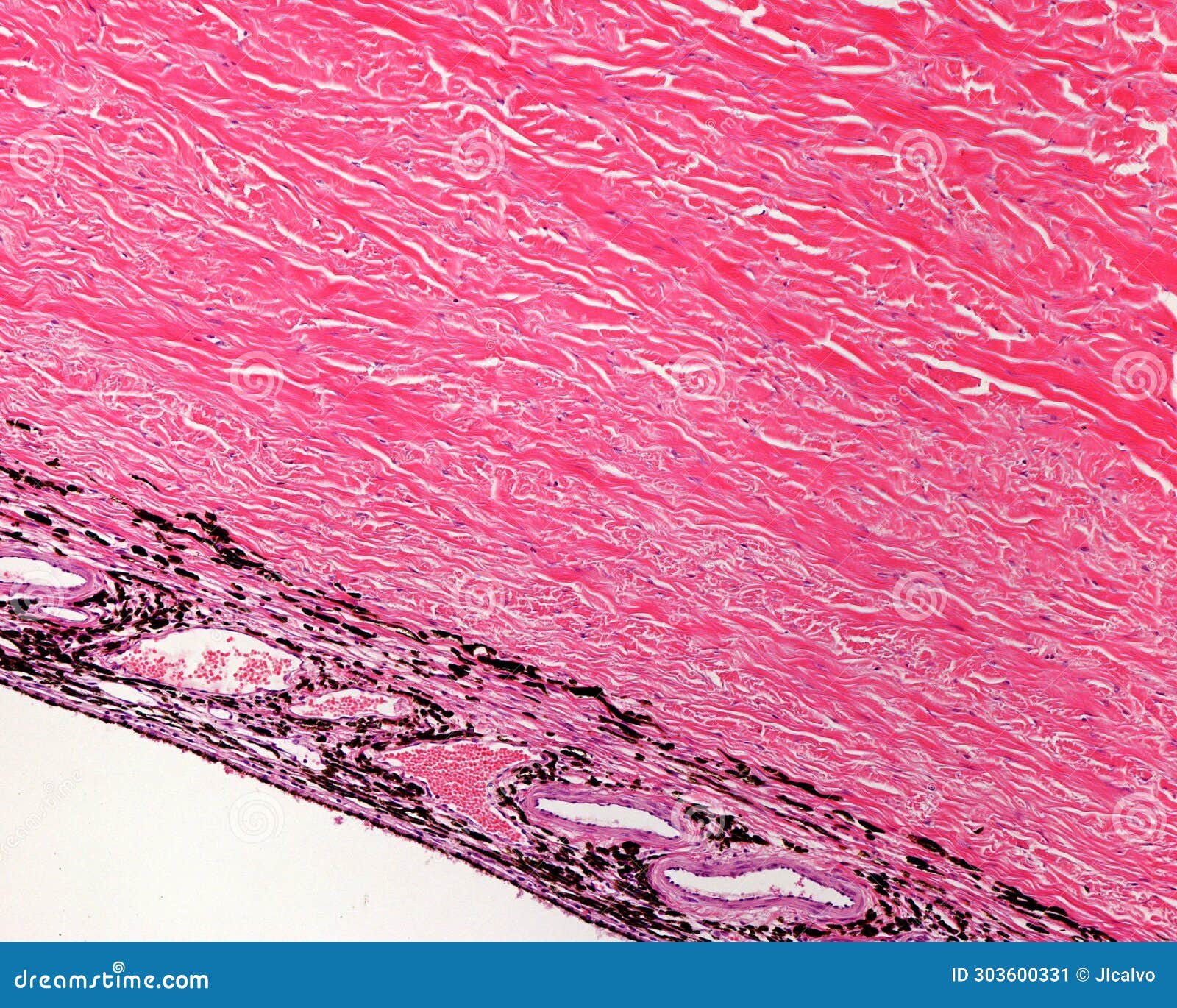 Dense Connective Tissue,rattit Under The Microscope Royalty-Free Stock ...