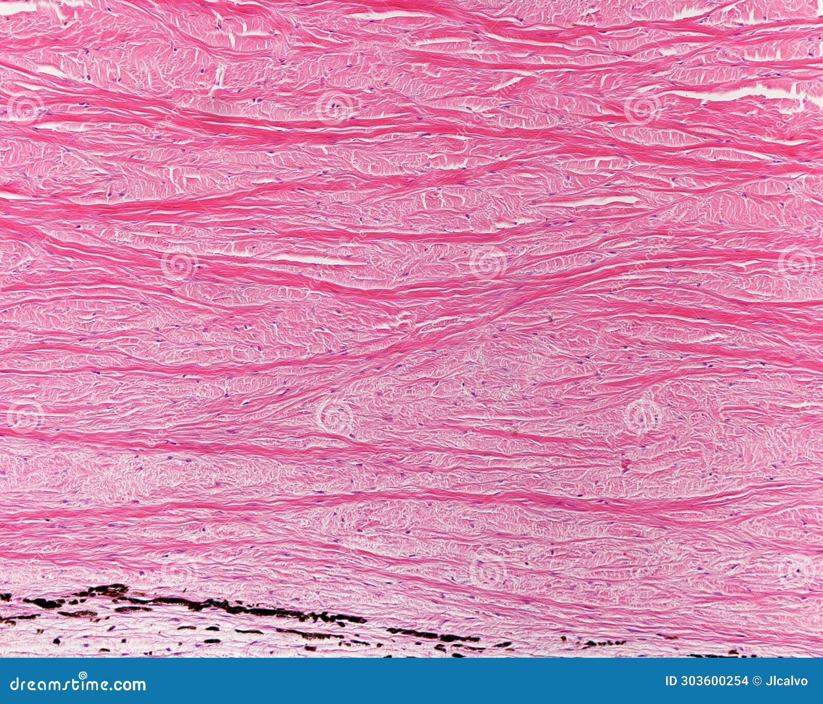 Eye. Sclera And Choroid. Lamina Fusca Stock Photography | CartoonDealer ...