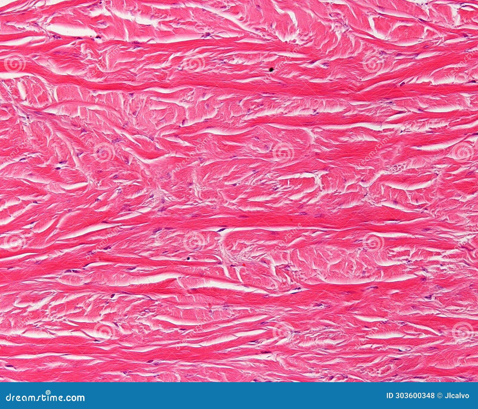 Dense Connective Tissue,rattit Under The Microscope Royalty-Free Stock Photography ...
