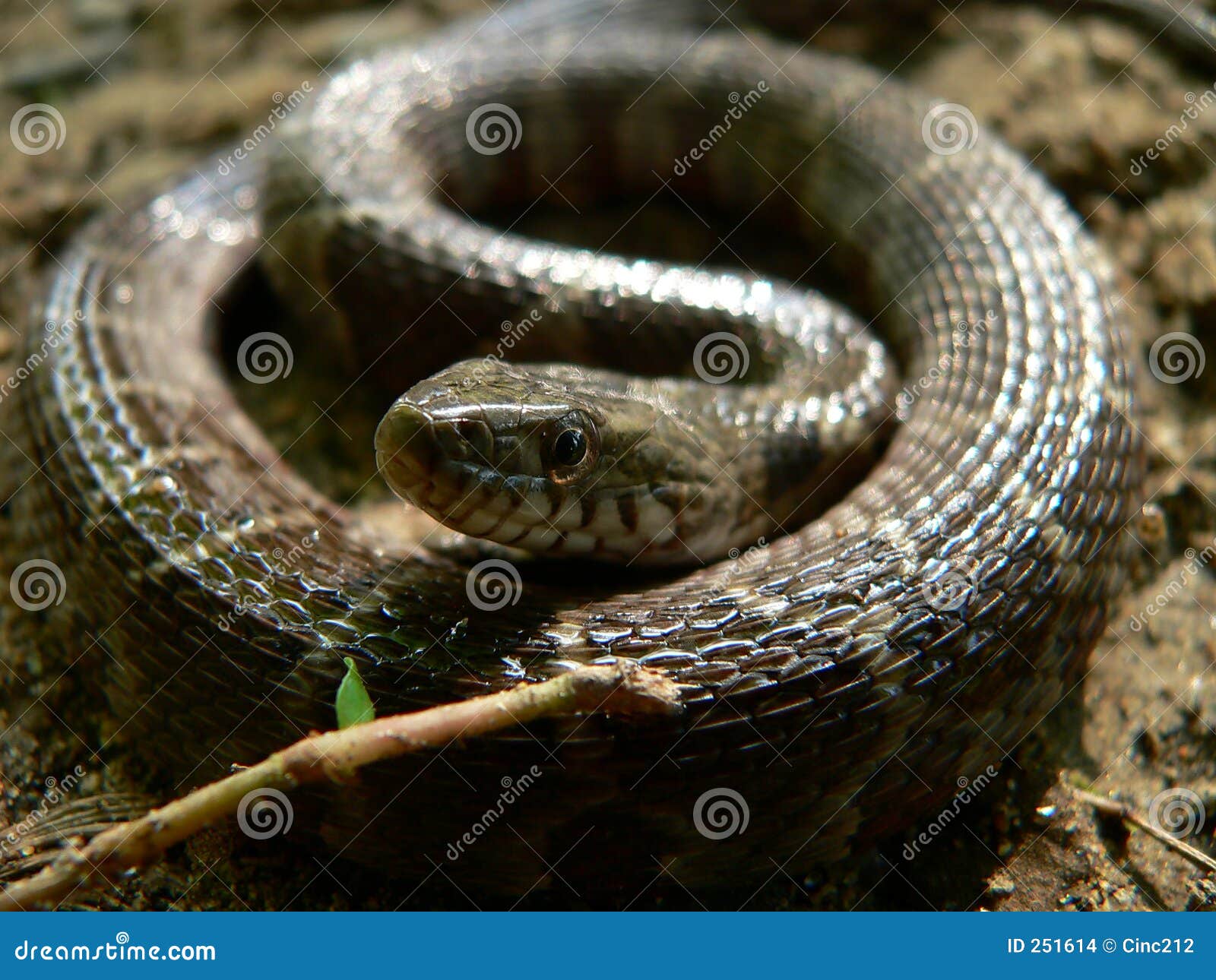 Eye of the Serpent stock photo. Image of scary, slither - 251614