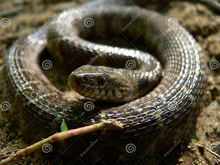 Eye of the Serpent stock photo. Image of scary, slither - 251614
