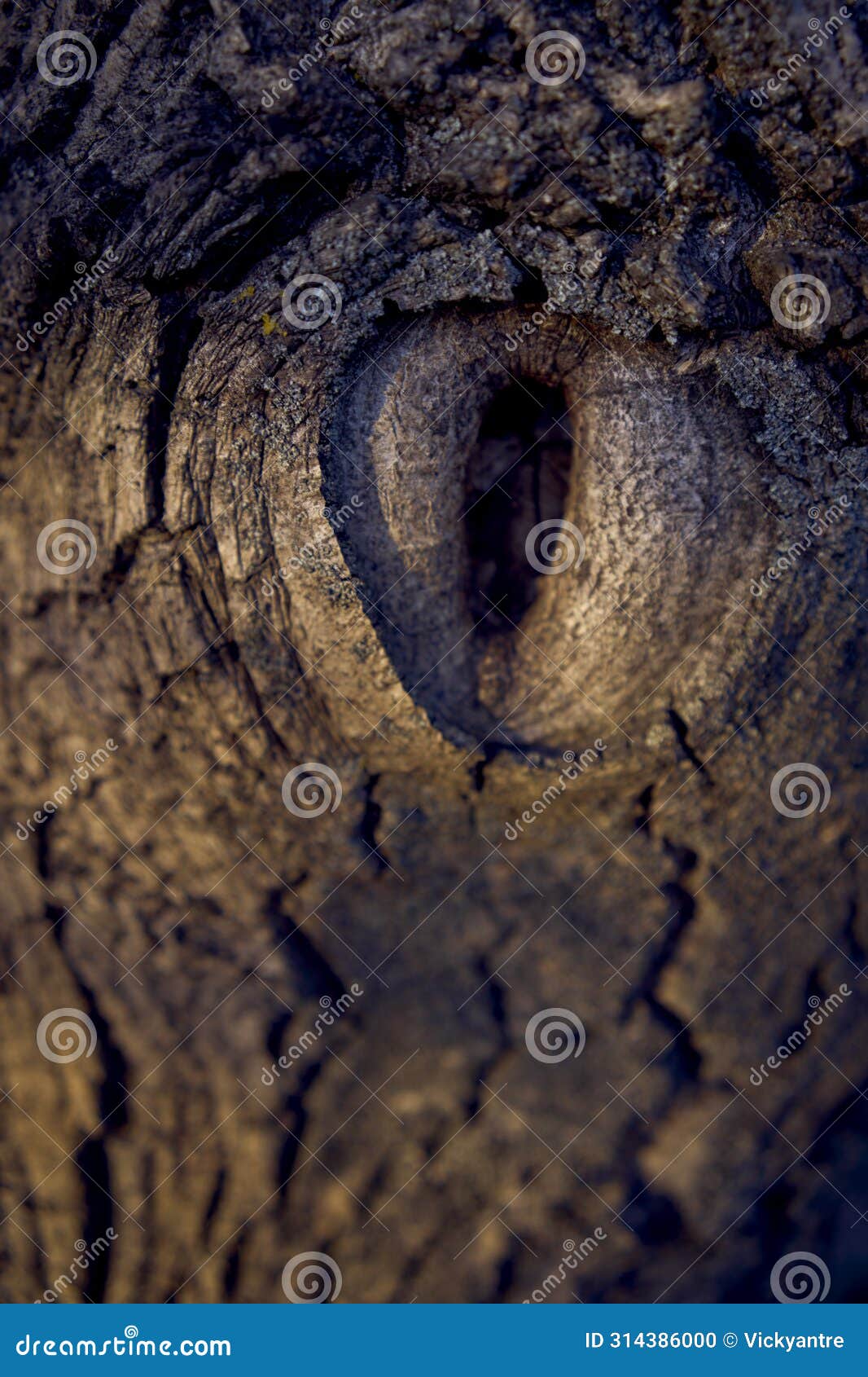 An Eye Shaped Hollow in a Walnut Tree Stock Photo - Image of decoration ...