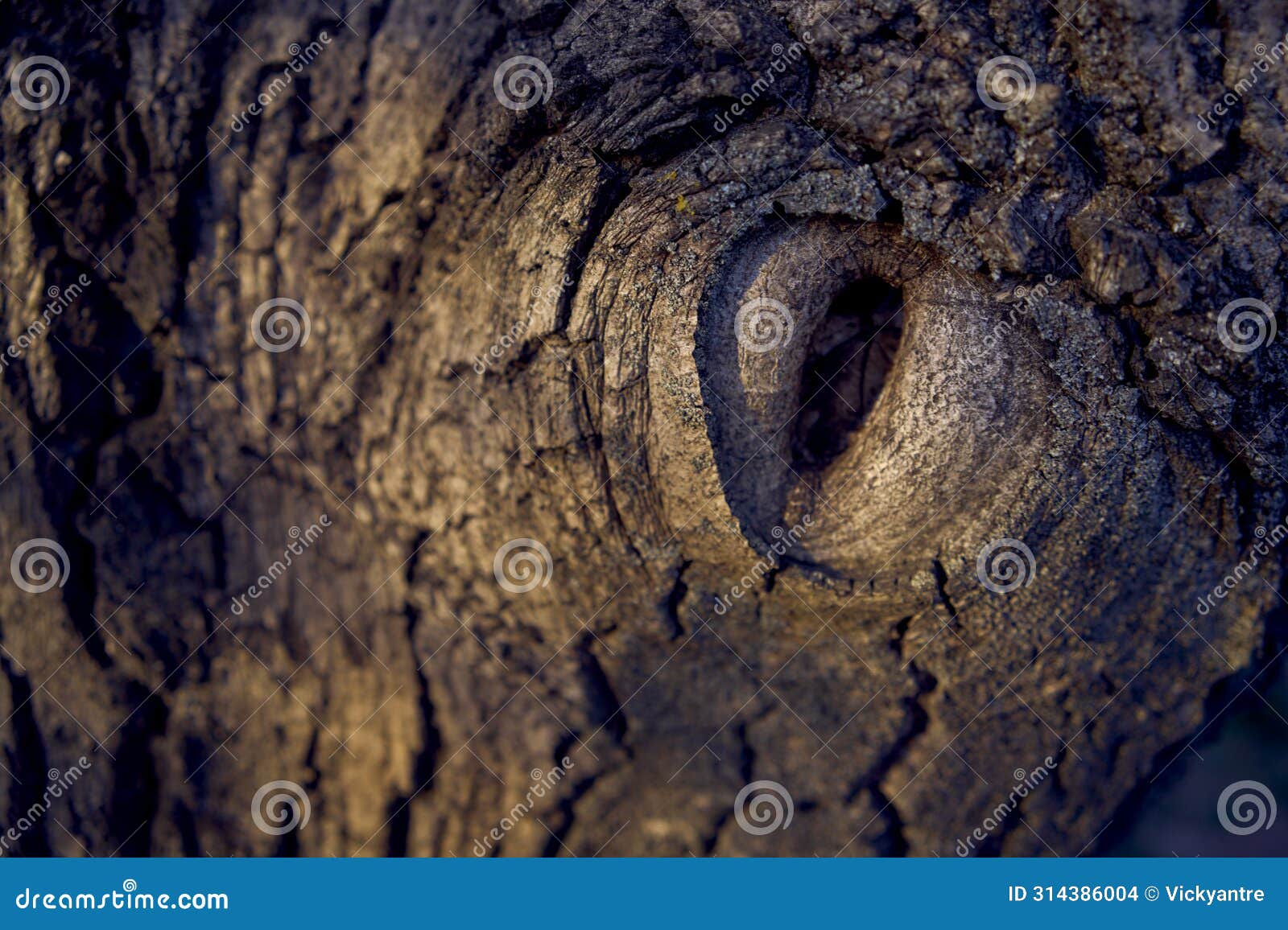 An Eye Shaped Hollow in a Walnut Tree Stock Photo - Image of natural ...
