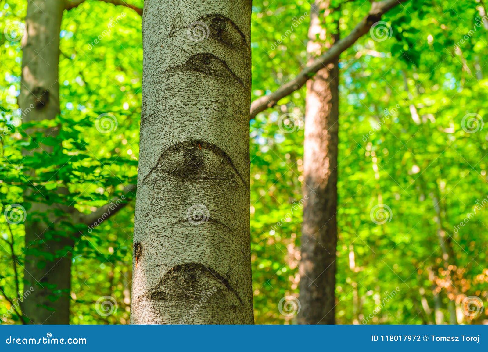 Beech Tree Bark Texture Clipart