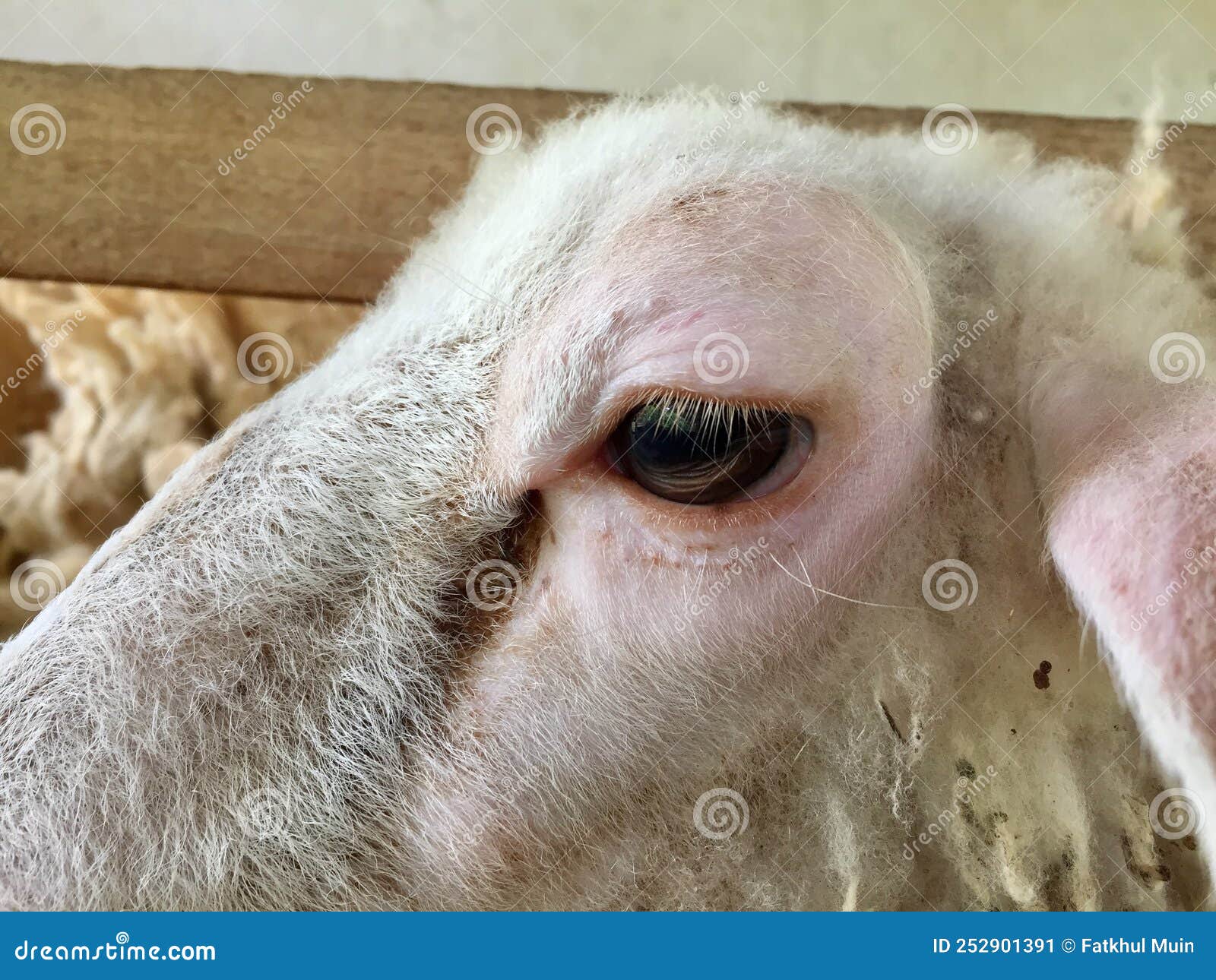 An eye of a sheep. stock image. Image of face, farm - 252901391