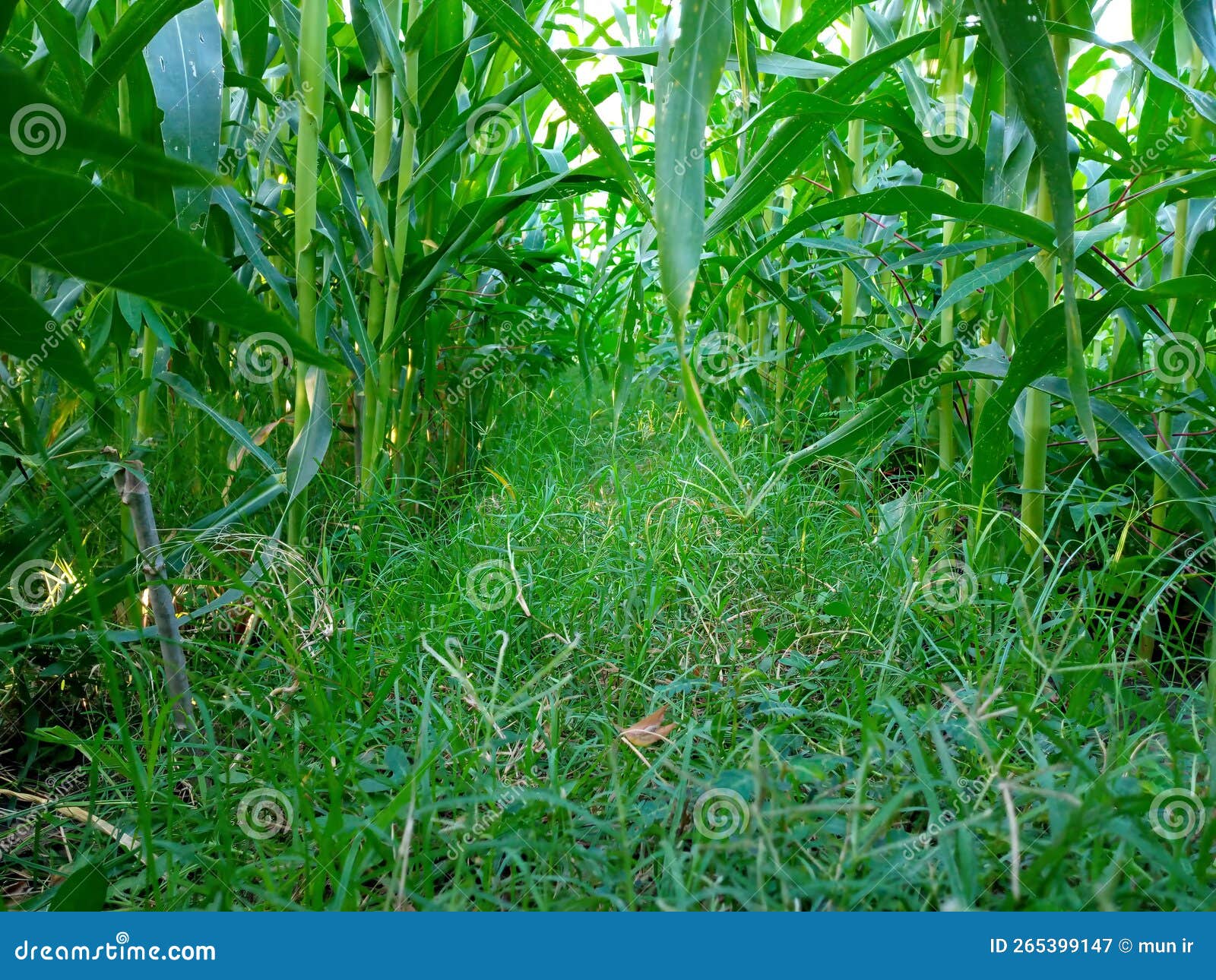 Weeds in the rice fields stock image. Image of fields - 265399147