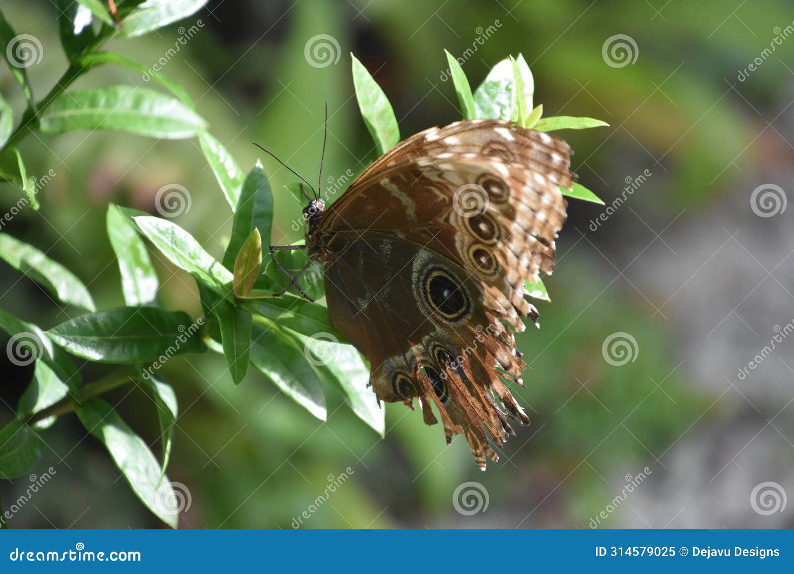 Eye Spots on the Wings of a Barn Owl Butterfly Stock Image - Image of ...