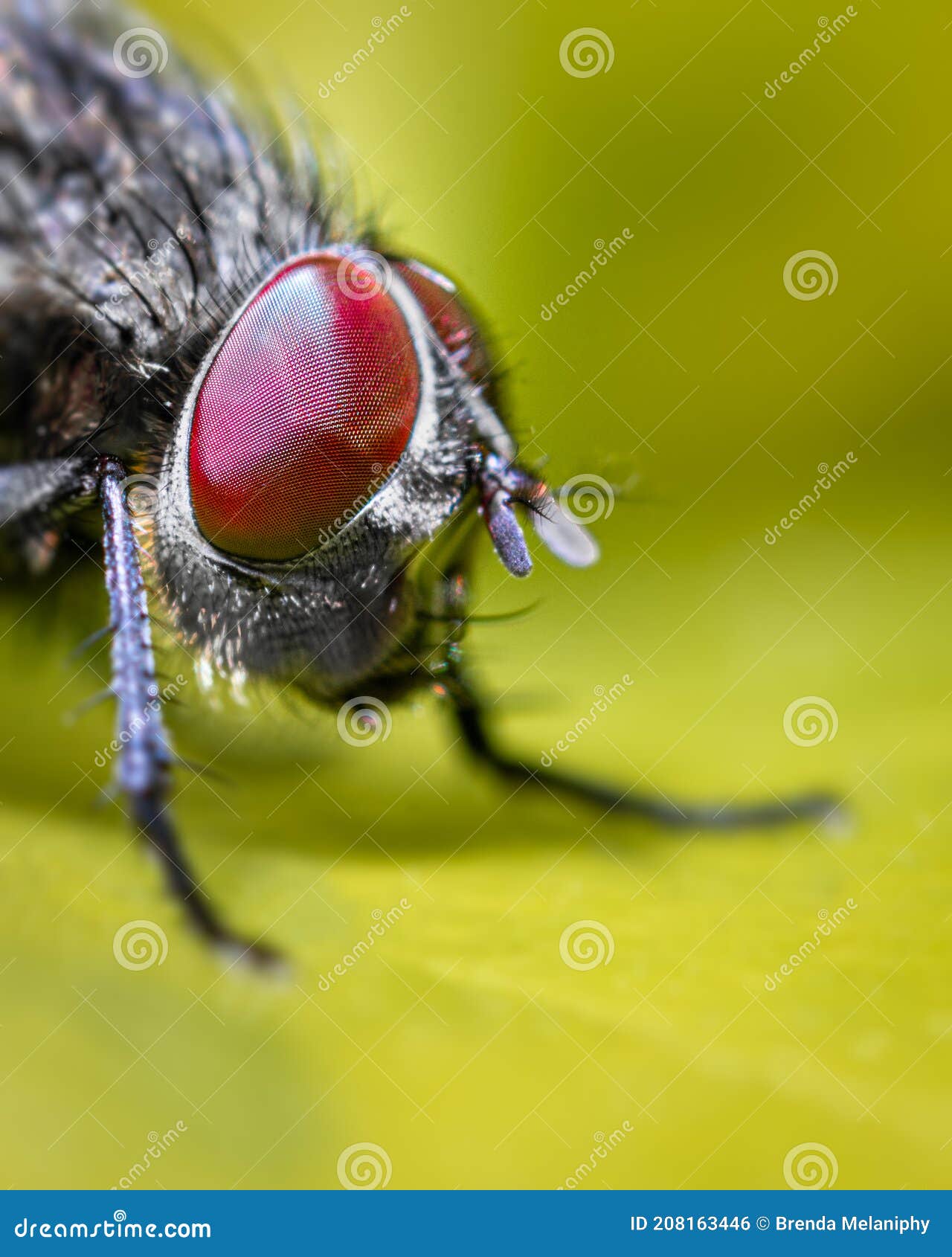 Fly Eye Up Close stock photo. Image of eyes, animal - 208163446