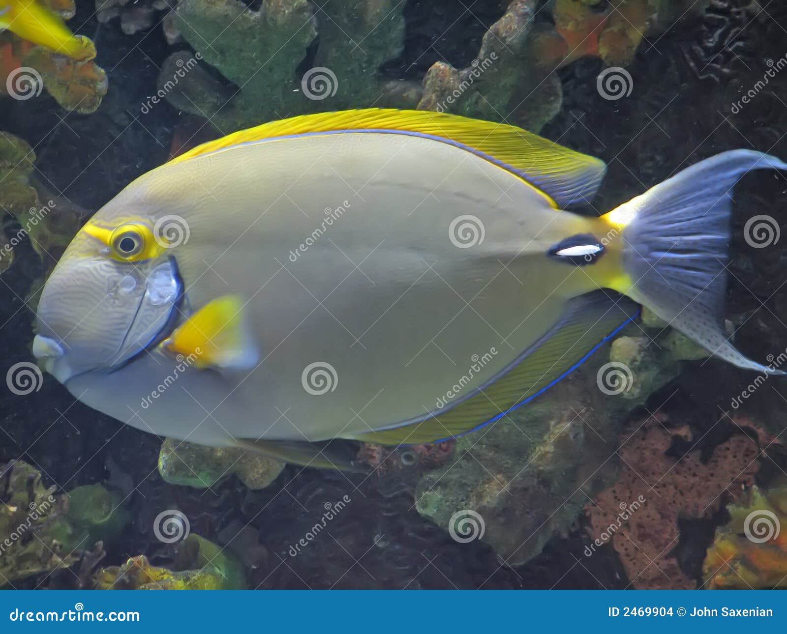 Eye stripe surgeonfish stock photo. Image of fish, surgeonfish - 2469904